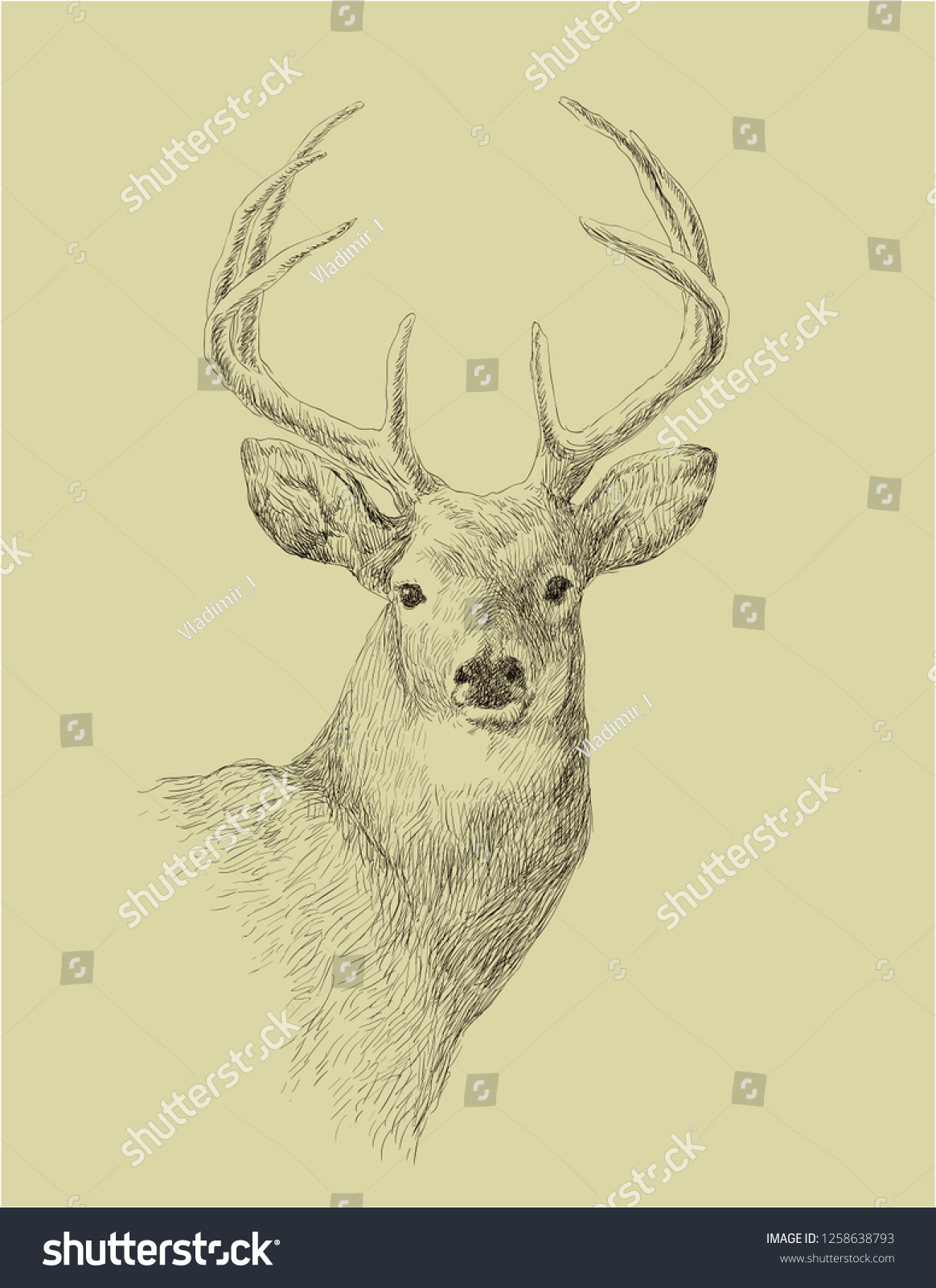 Retrato de ciervo, vista frontal, dibujo: vector de stock (libre de ...