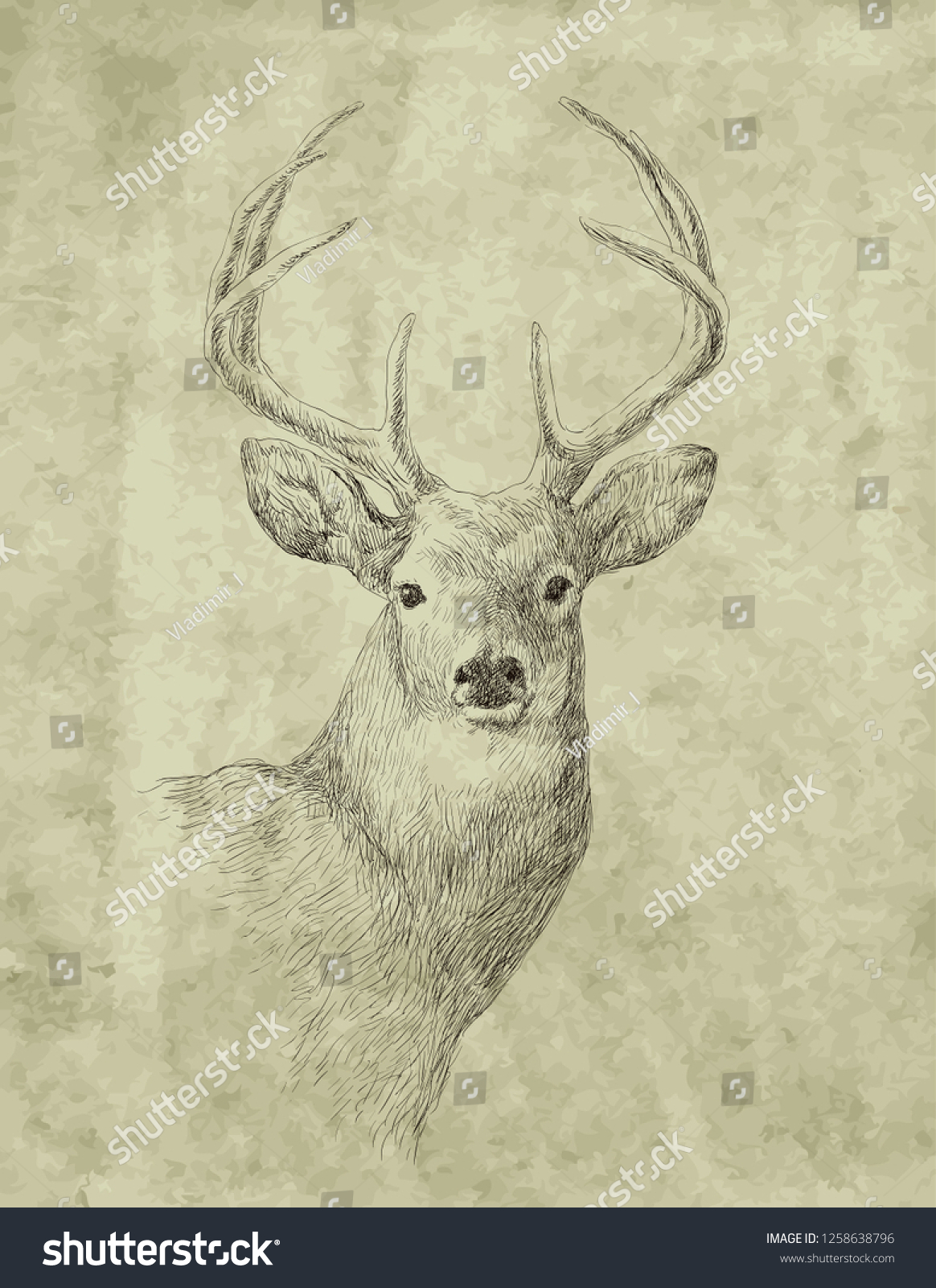 Deer Portrait Front View Vector Drawing: стоковая векторная графика ...