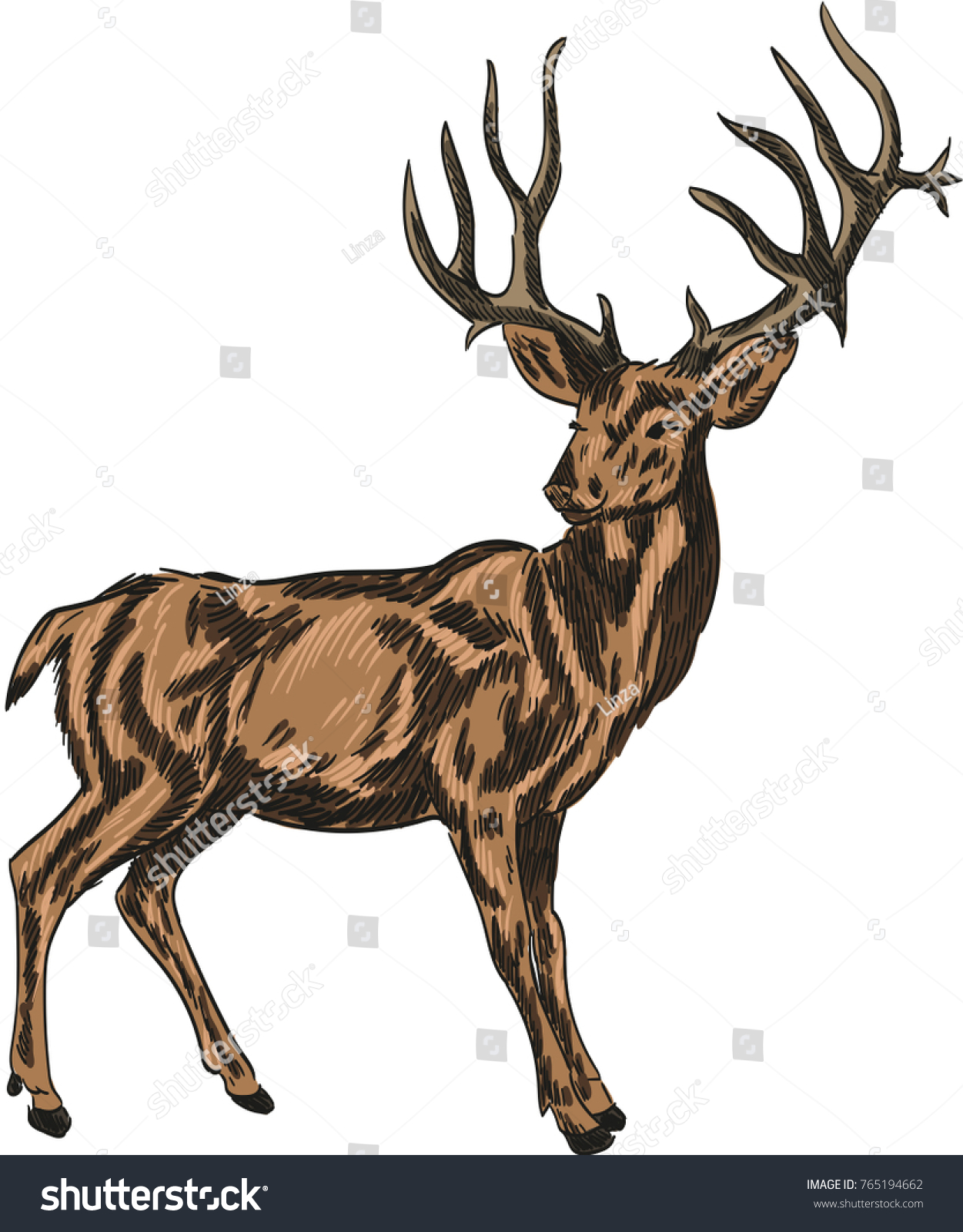 Deer Vector Drawing Illustration Stock Vector (Royalty Free) 765194662 ...