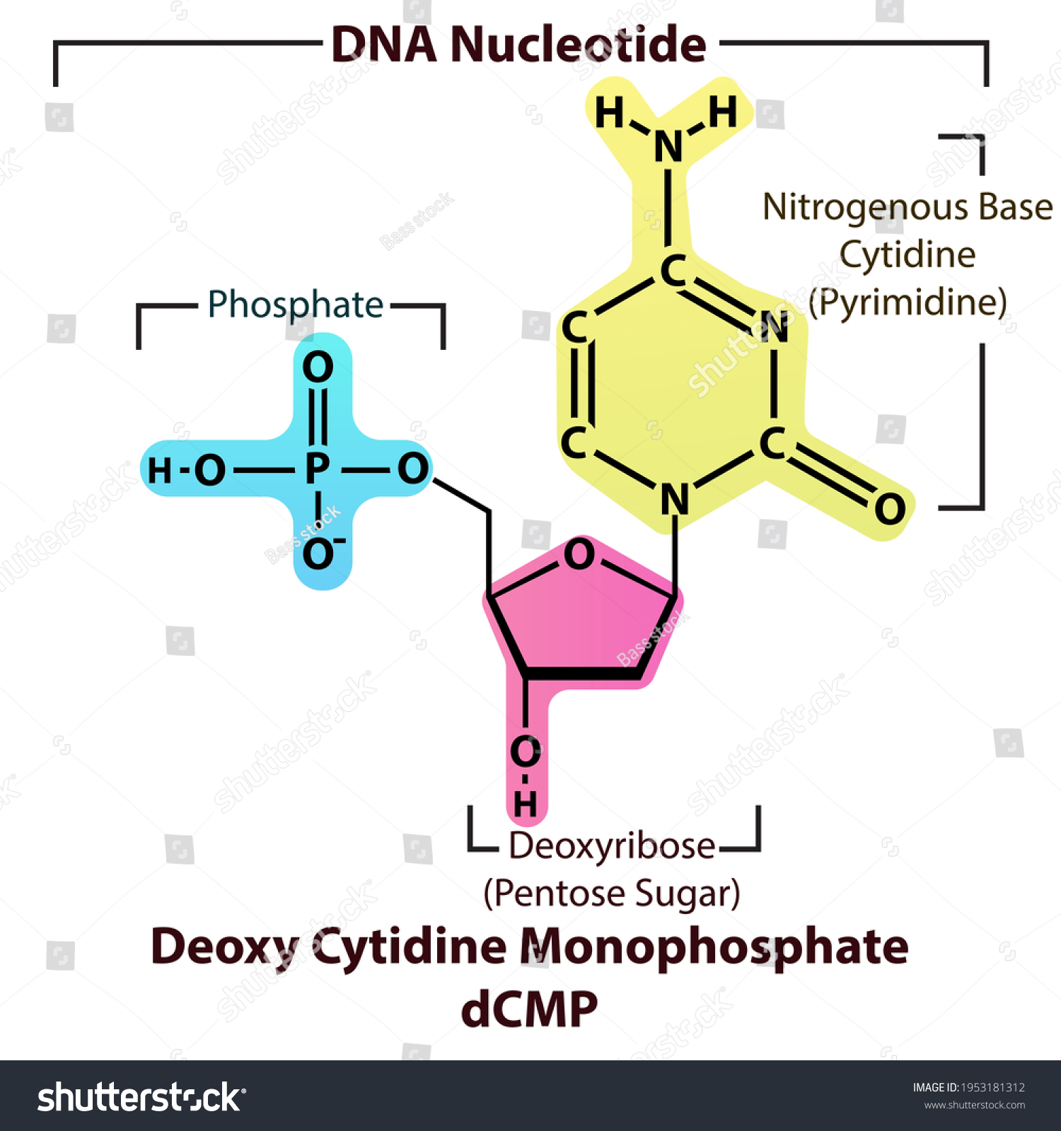 Deoxy Cytidine Monophosphate Dcmp Nucleotide Strcuture Stock Vector Royalty Free 1953181312