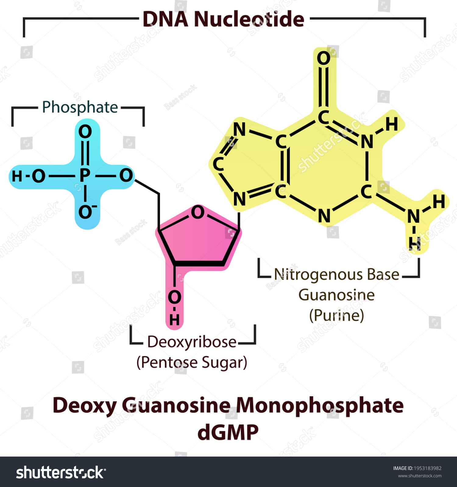Deoxy Guanosine Monophosphate Dgmp Nucleotide Strcuture Stock Vector Royalty Free 1953183982