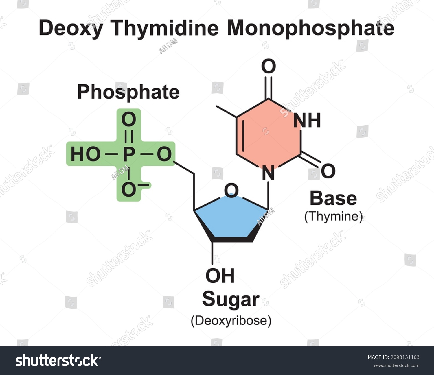Deoxy Thymidine Monophosphate Dtmp Nucleotide Molecule Stock Vector