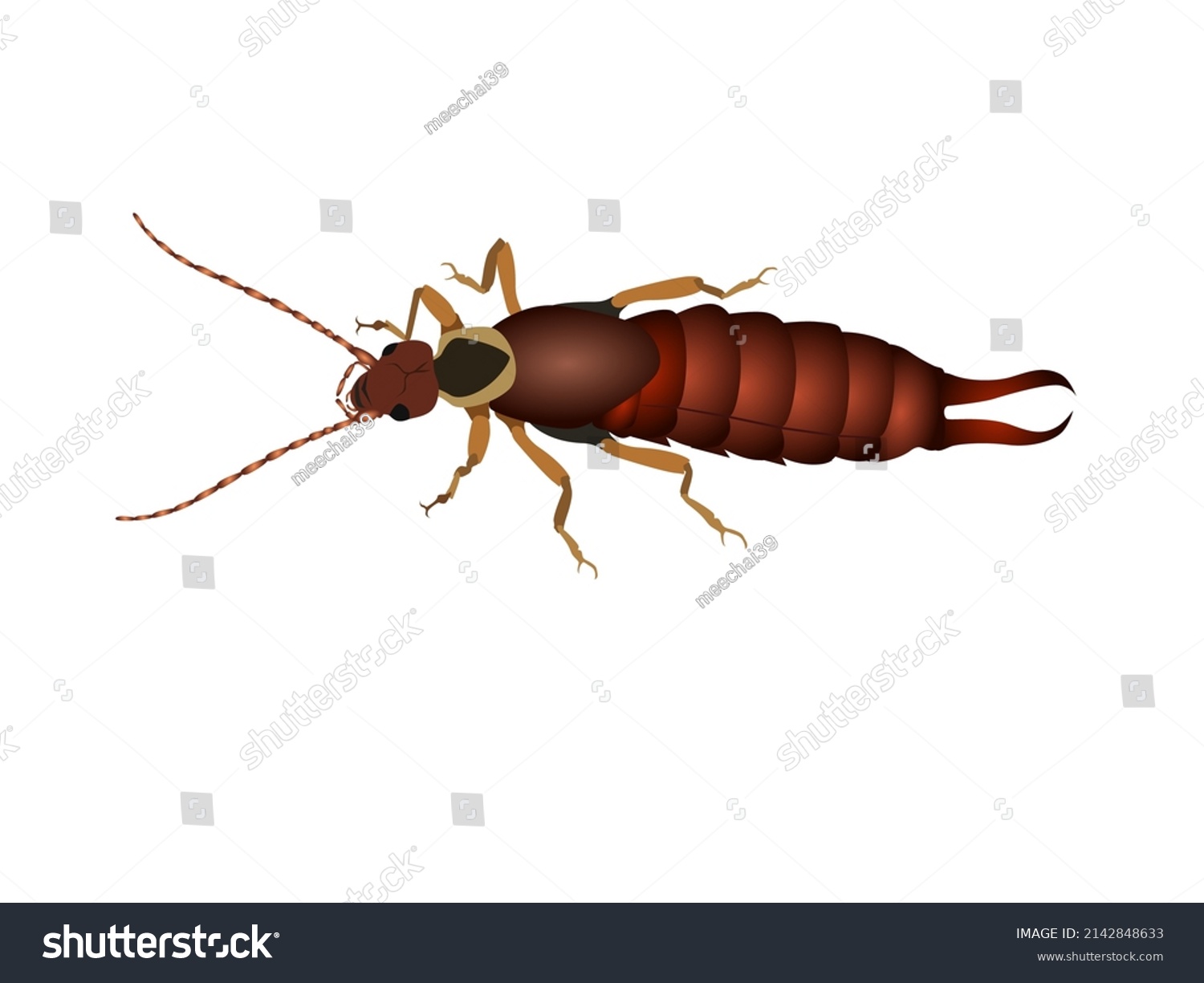 Dermaptera On White Background Stock Vector (Royalty Free) 2142848633 ...