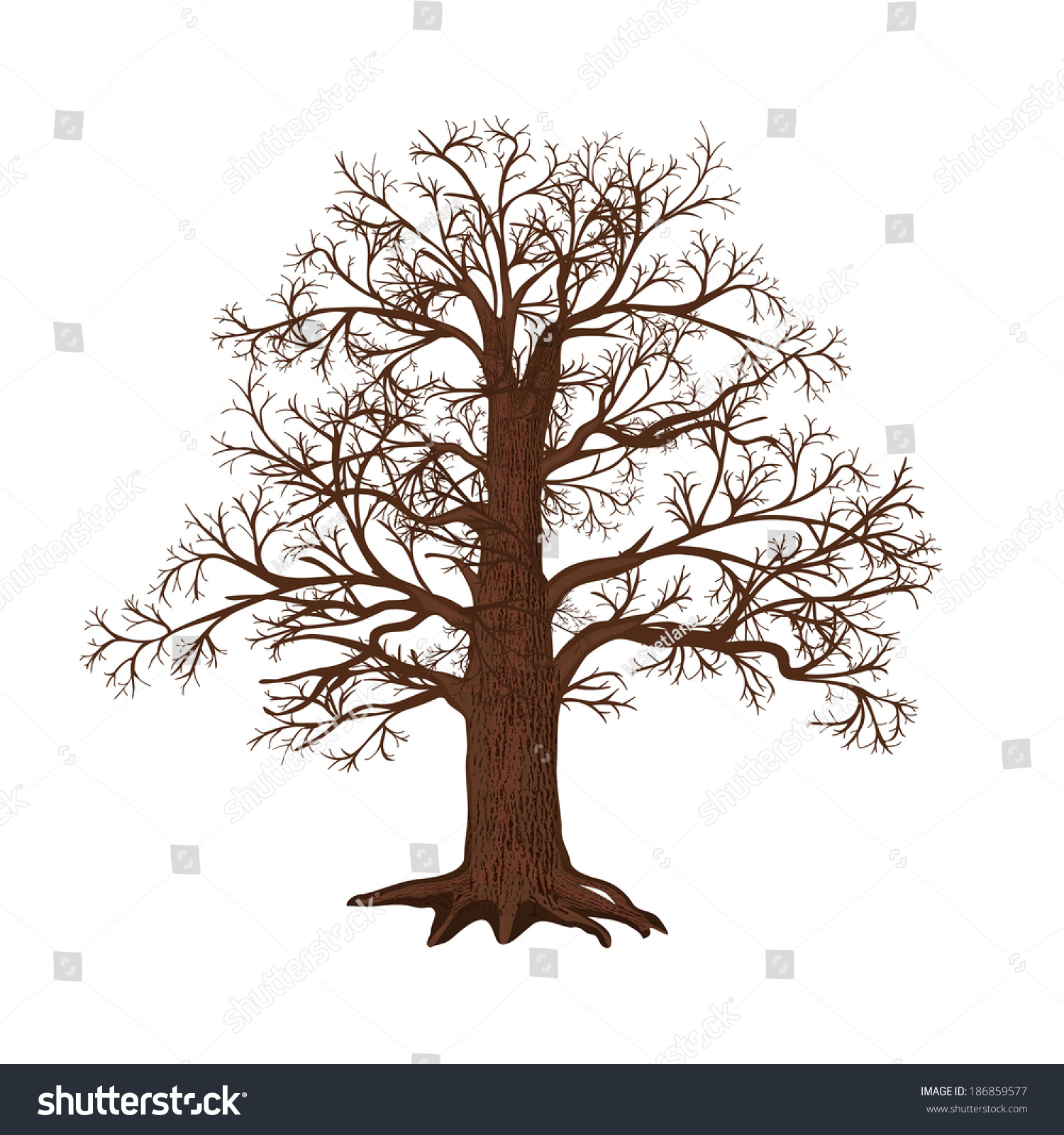 Detached Oak Tree Without Leaves On Stock Vector (Royalty Free) 186859577