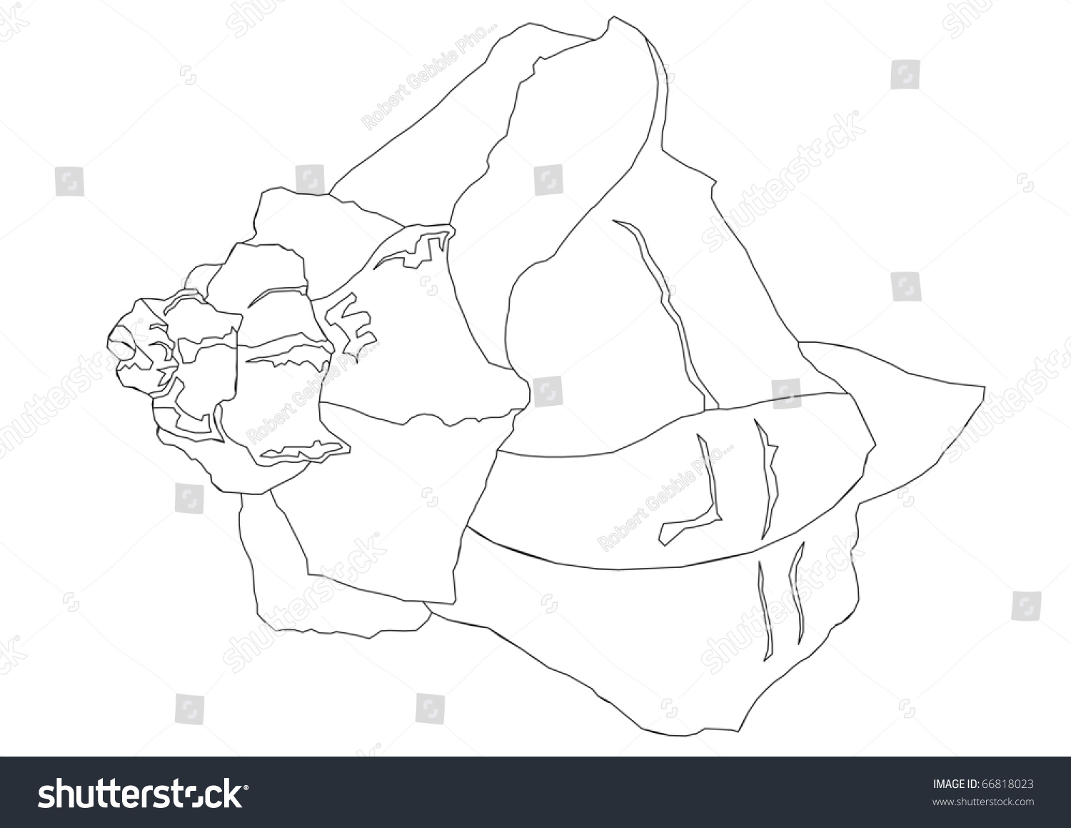 Detailed Shell Outline Stock Vector (Royalty Free) 66818023 | Shutterstock