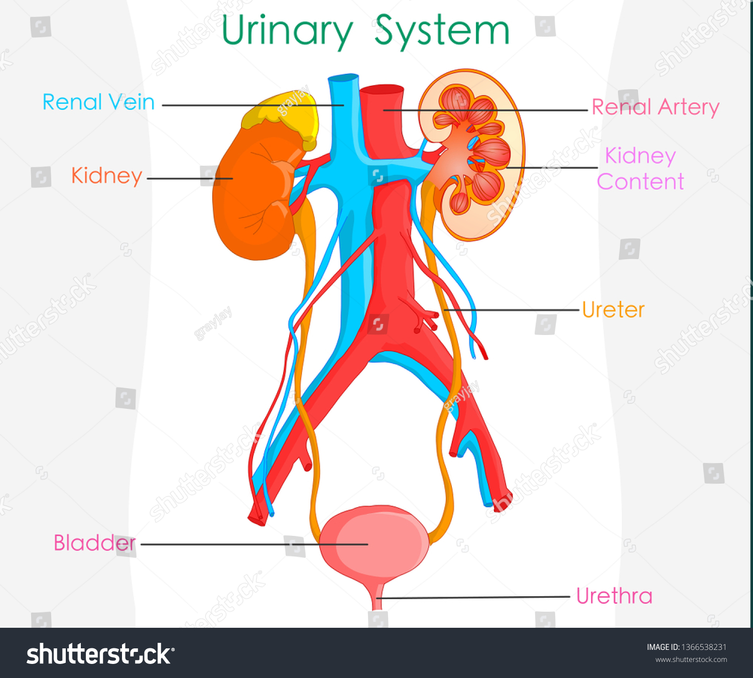 Detailed Urinary System White Background Annotated Stock Vector ... Detailed Urinary System White Background Annotated Stock Vector ...