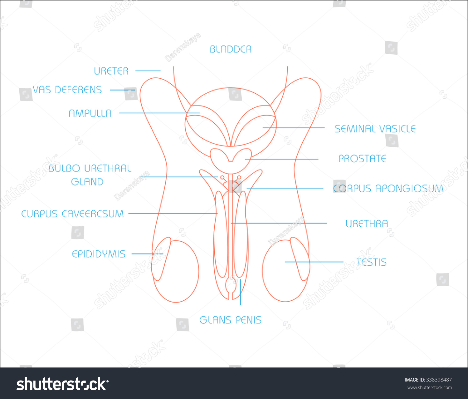 Diagram Male Reproductive System Stock Vector Royalty Free 338398487