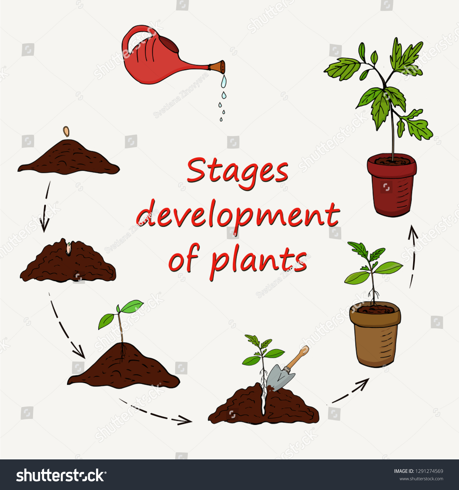 Diagram Stages Growing Plants Seed Before Stock Vector (Royalty Free ... Diagram Stages Growing Plants Seed Before Stock Vector (Royalty Free ...