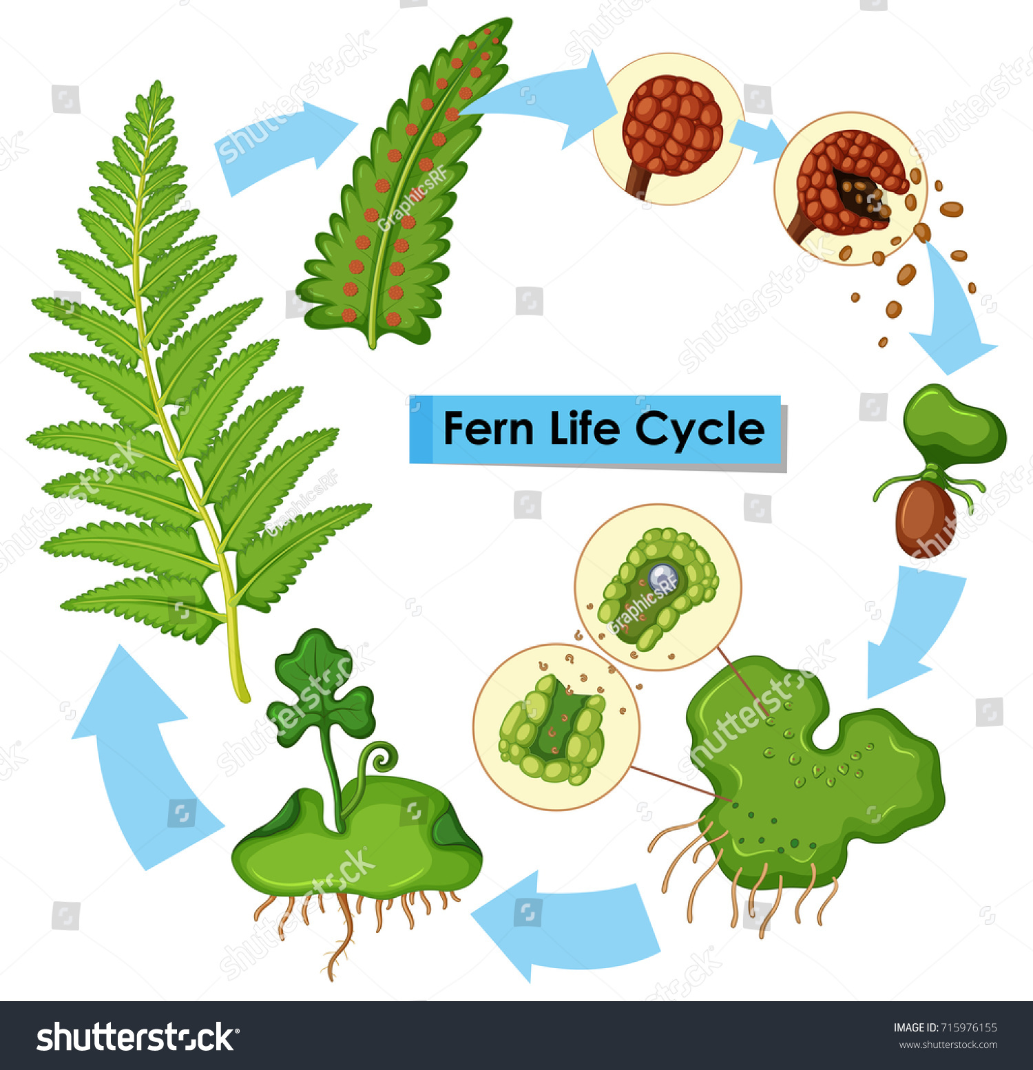 Diagram Showing Fern Life Cycle Illustration: Vector có sẵn (miễn phí ... Diagram Showing Fern Life Cycle Illustration: Vector có sẵn (miễn phí ...