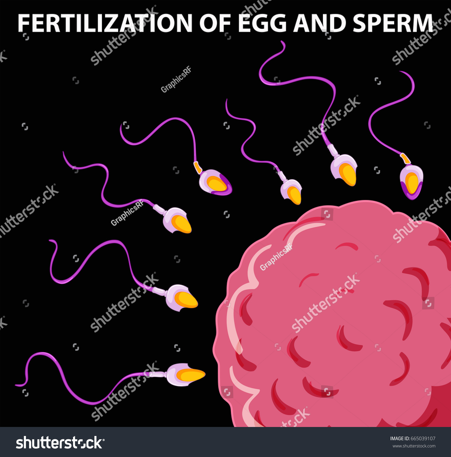 Diagram Showing Fertilization Egg Sperm Illustration Stock Vector ... Diagram Showing Fertilization Egg Sperm Illustration Stock Vector ...