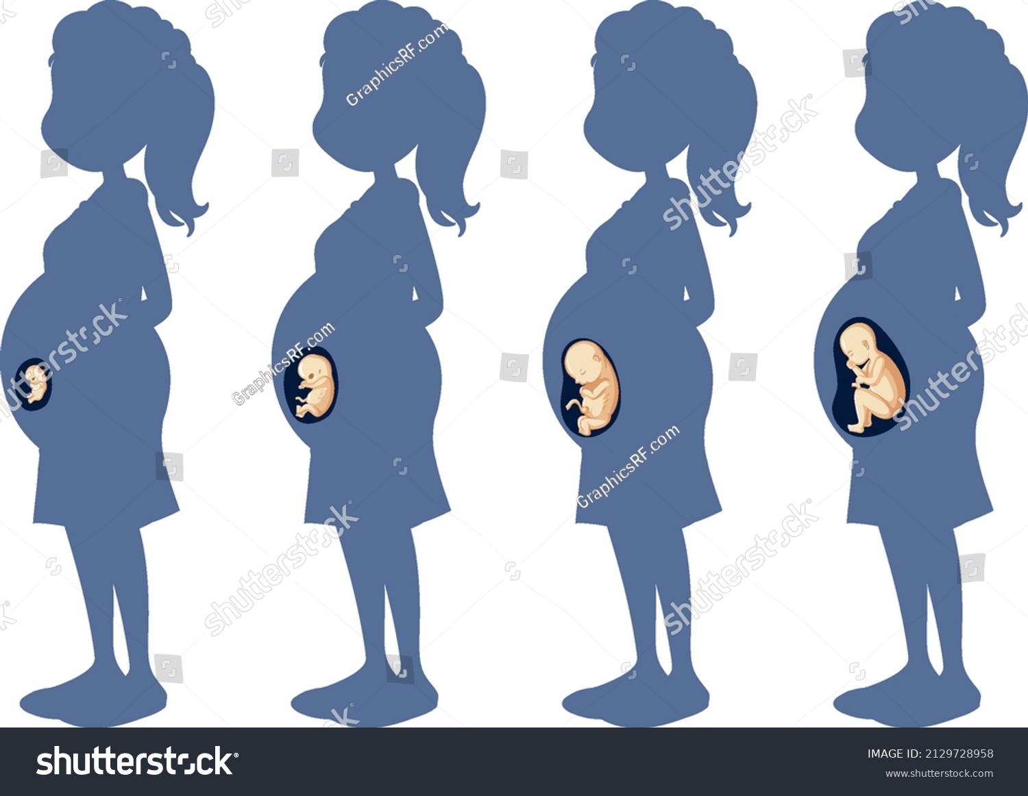 Diagram Showing Human Embryonic Development Illustration Stock Vector