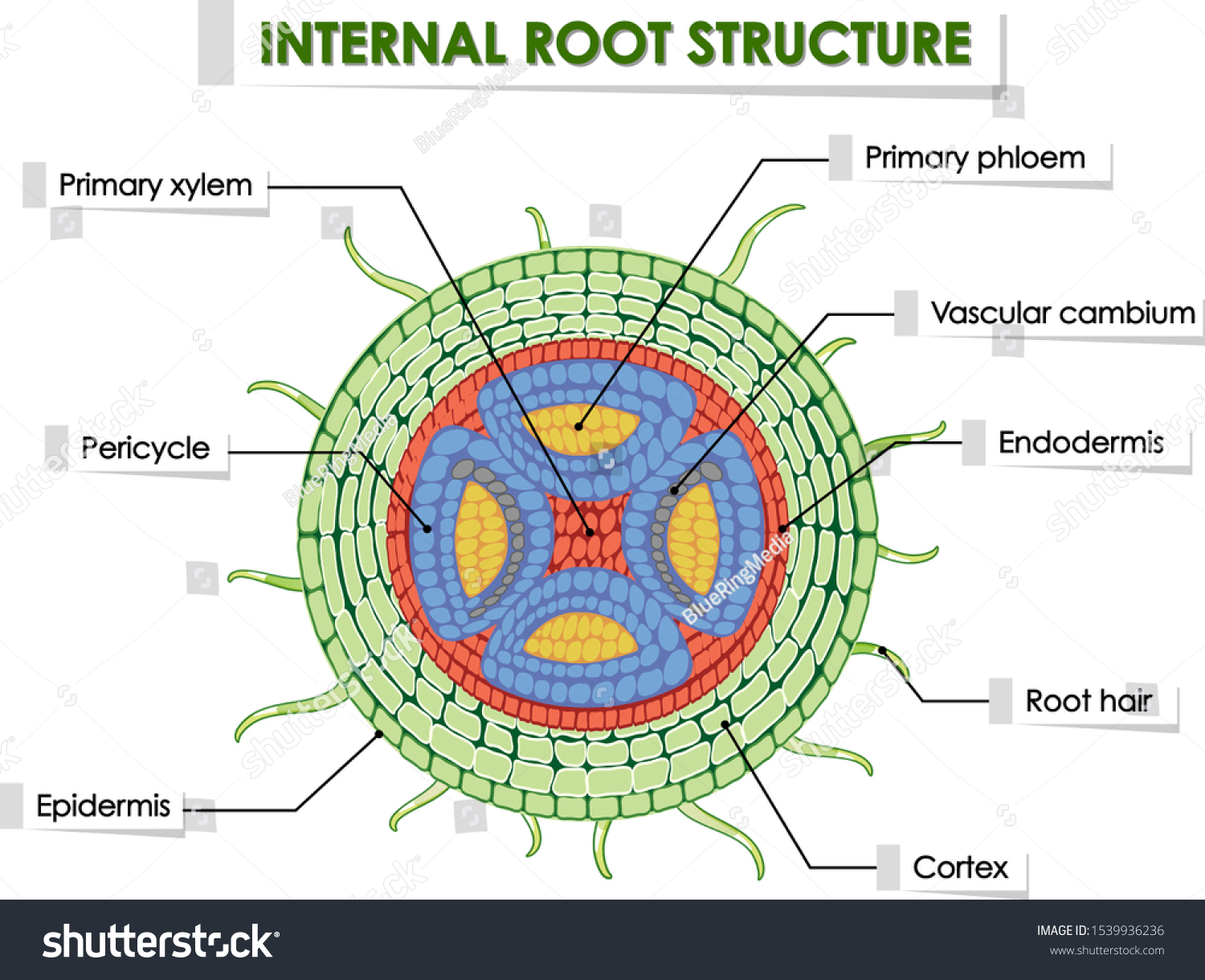 Diagram Showing Internal Root Structure Illustration: vector de stock ...