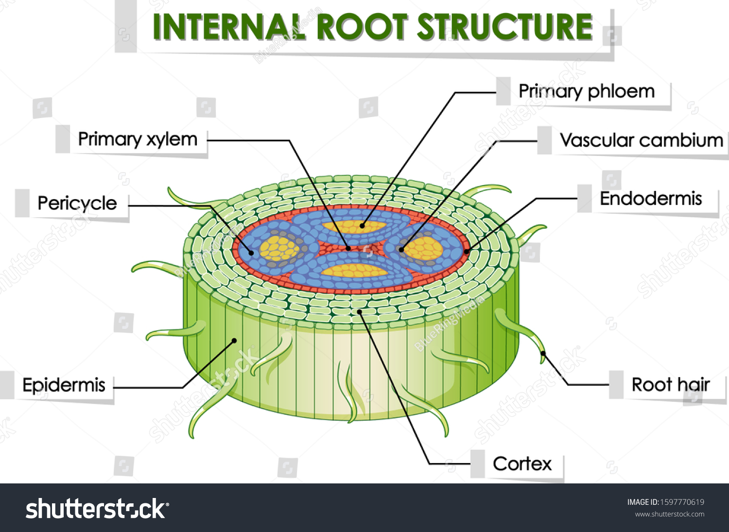 Diagram Showing Internal Root Structure Illustration: vetor stock ...