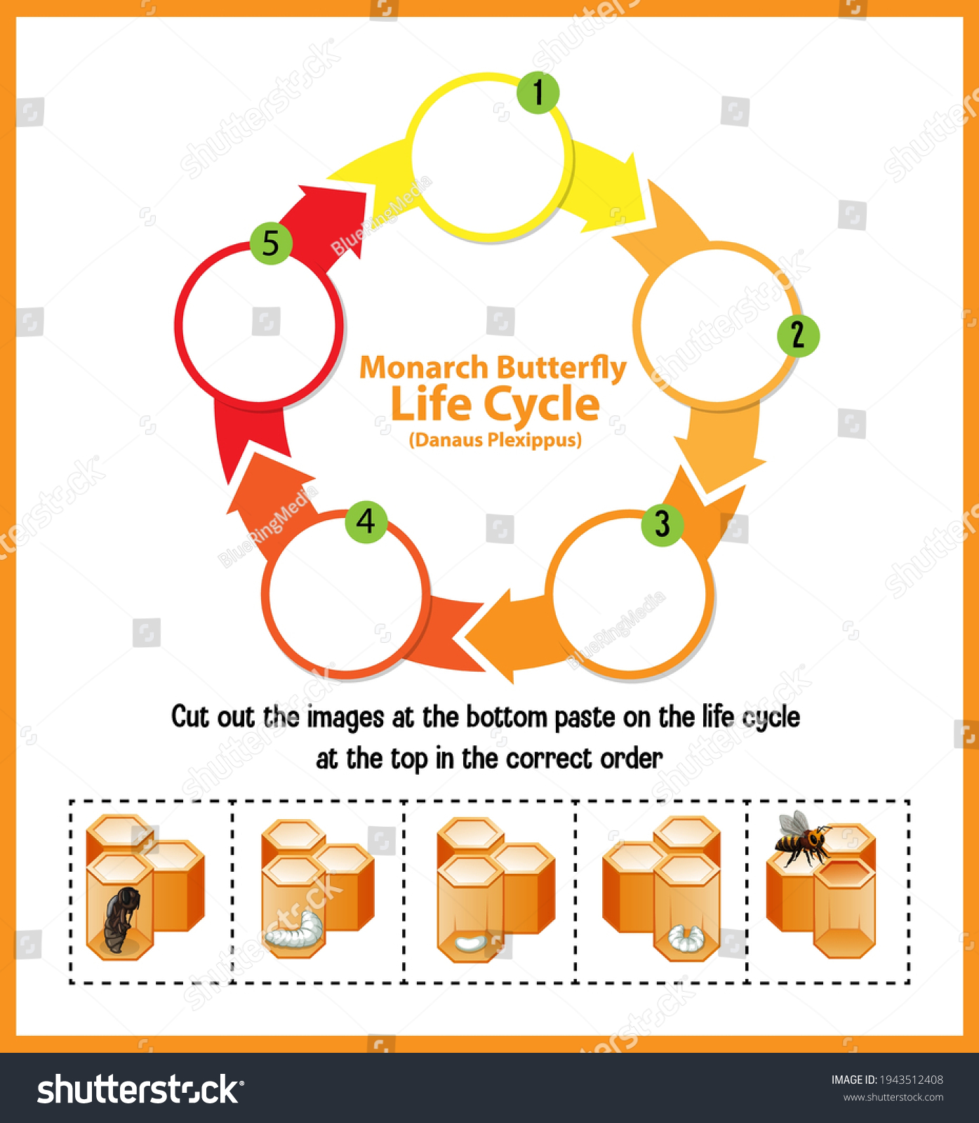 Diagram Showing Life Cycle Honey Bee: เวกเตอร์สต็อก (ปลอดค่าลิขสิทธิ์ ... Diagram Showing Life Cycle Honey Bee: เวกเตอร์สต็อก (ปลอดค่าลิขสิทธิ์ ...