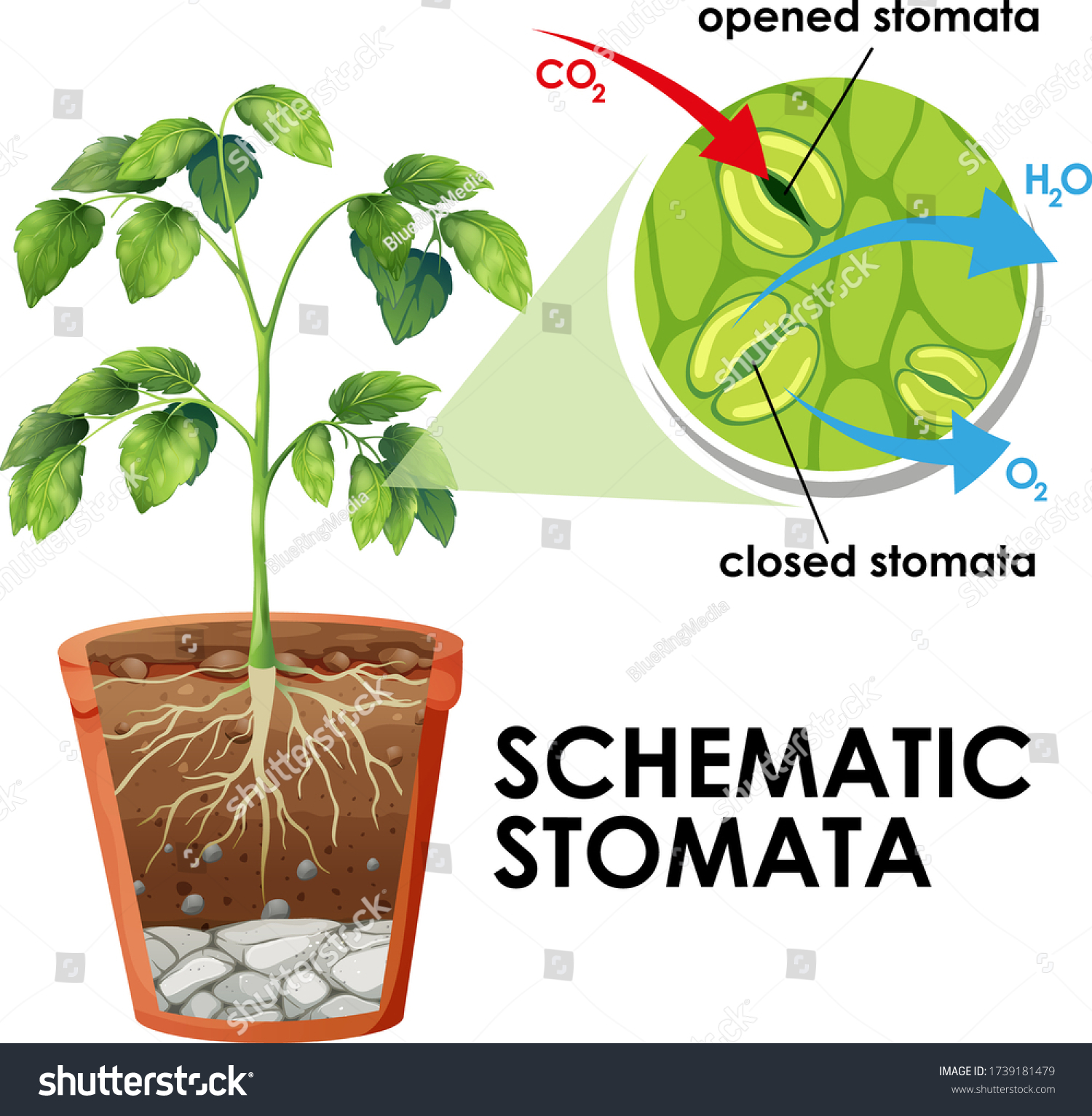 Diagram Showing Schematic Stomata On White Stock Vector (Royalty Free ... Diagram Showing Schematic Stomata On White Stock Vector (Royalty Free ...