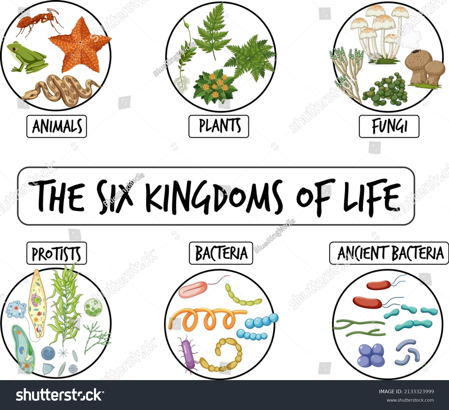 Diagram Showing Six Kingdoms Life Illustration Stock Vector Royalty