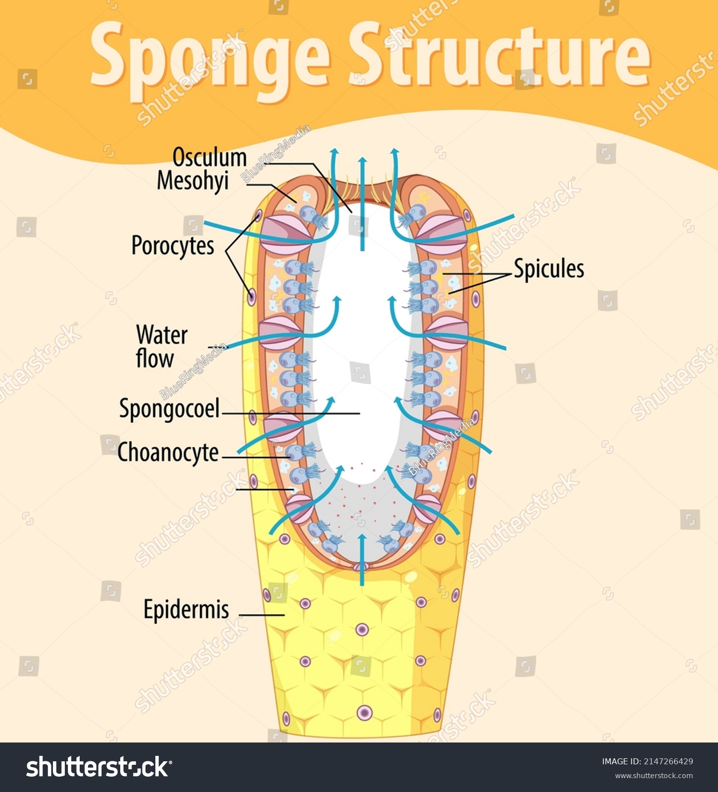 Diagram Showing Structure Sponge Illustration Stock Vector (Royalty Free) 2147266429 | Shutterstock