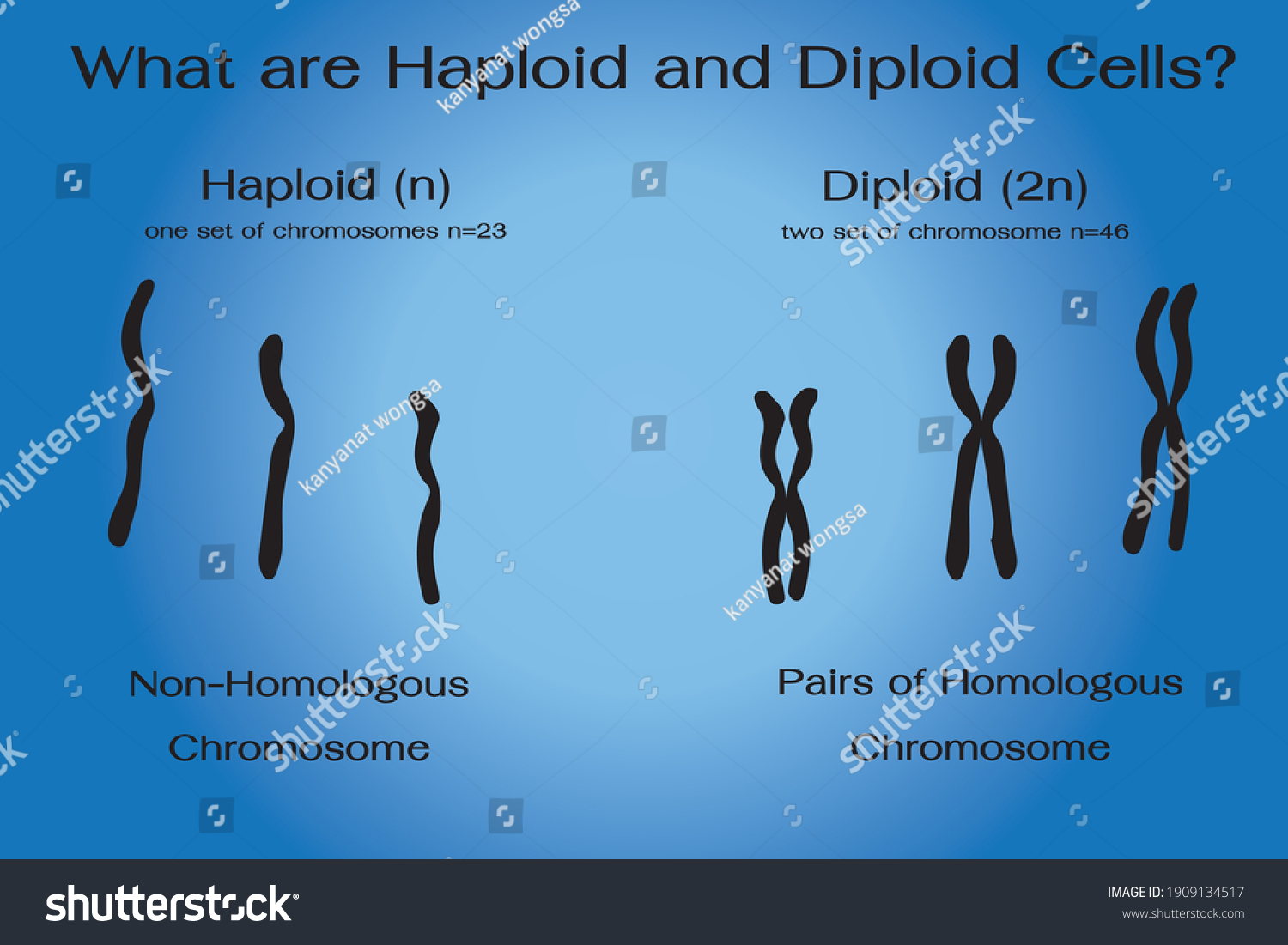 Diferencias entre cromosomas diploides y haploides: vector de stock ...