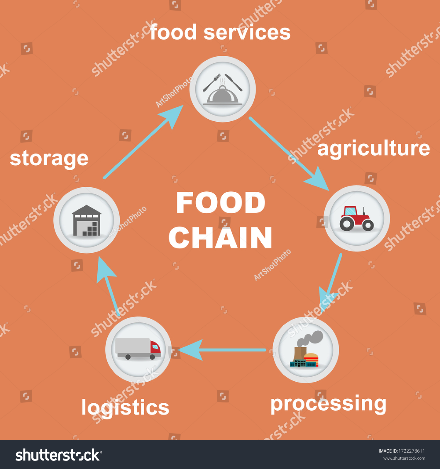 Different Food Chain Stages Interconnected Stock Vector (Royalty Free ...