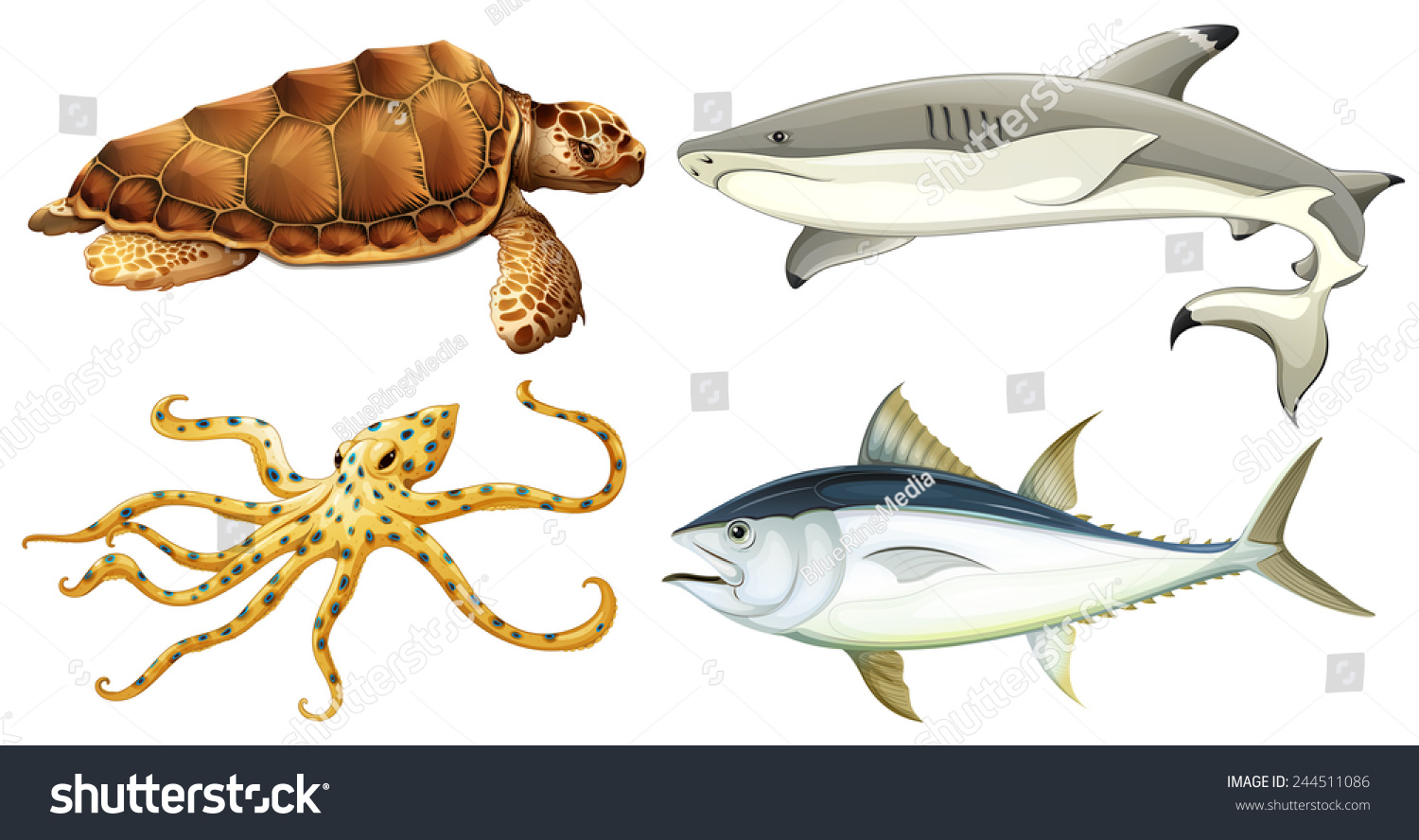 Different Sea Creatures On White Background Stock Vector (Royalty Free ...
