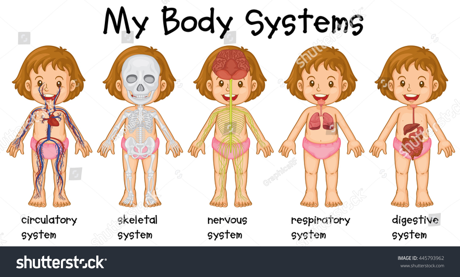 Different Systems Human Being Illustration Stock Vector (Royalty Free ...