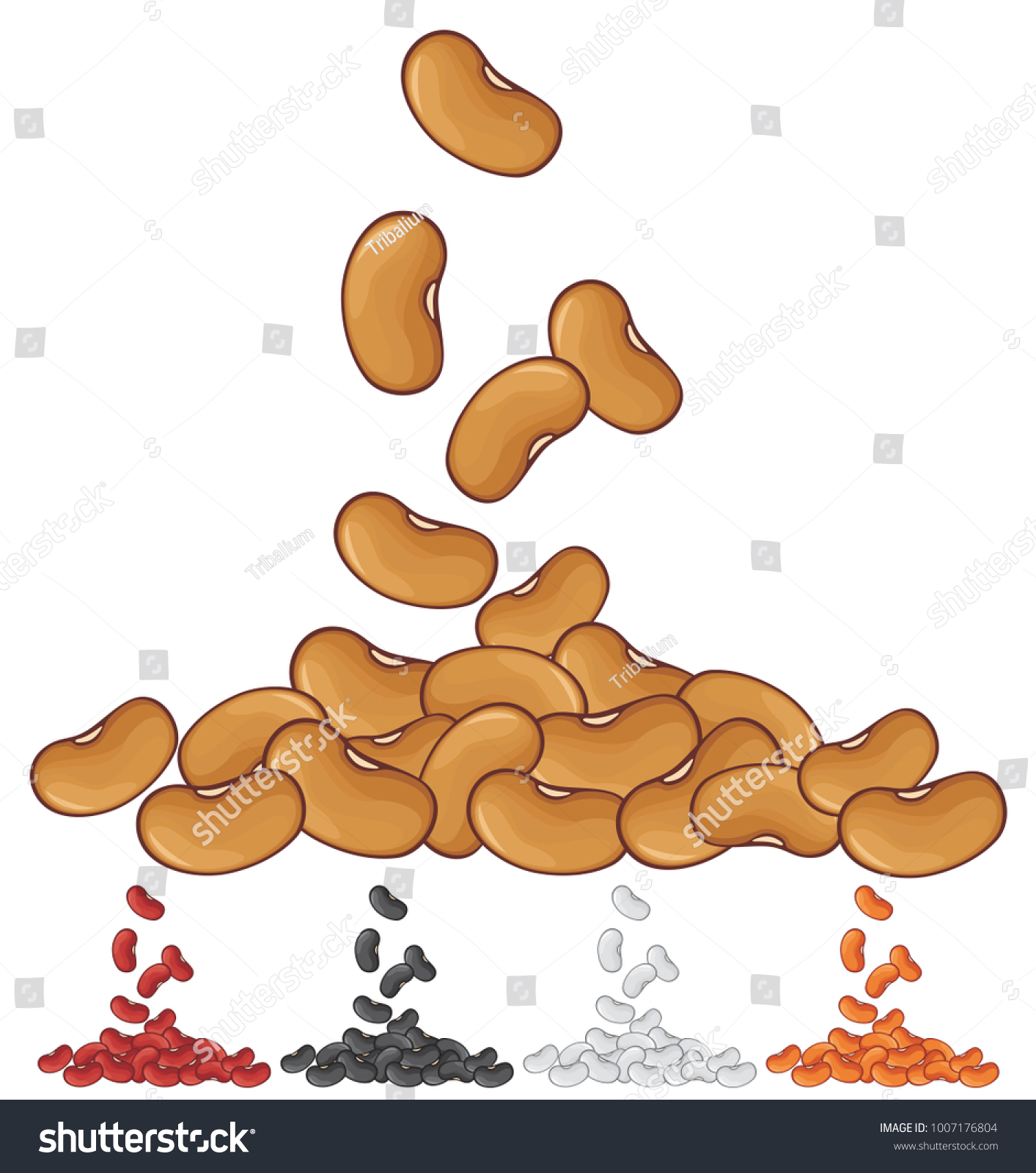 Different Types Beans Vector Illustration Stock Vector (Royalty Free ...