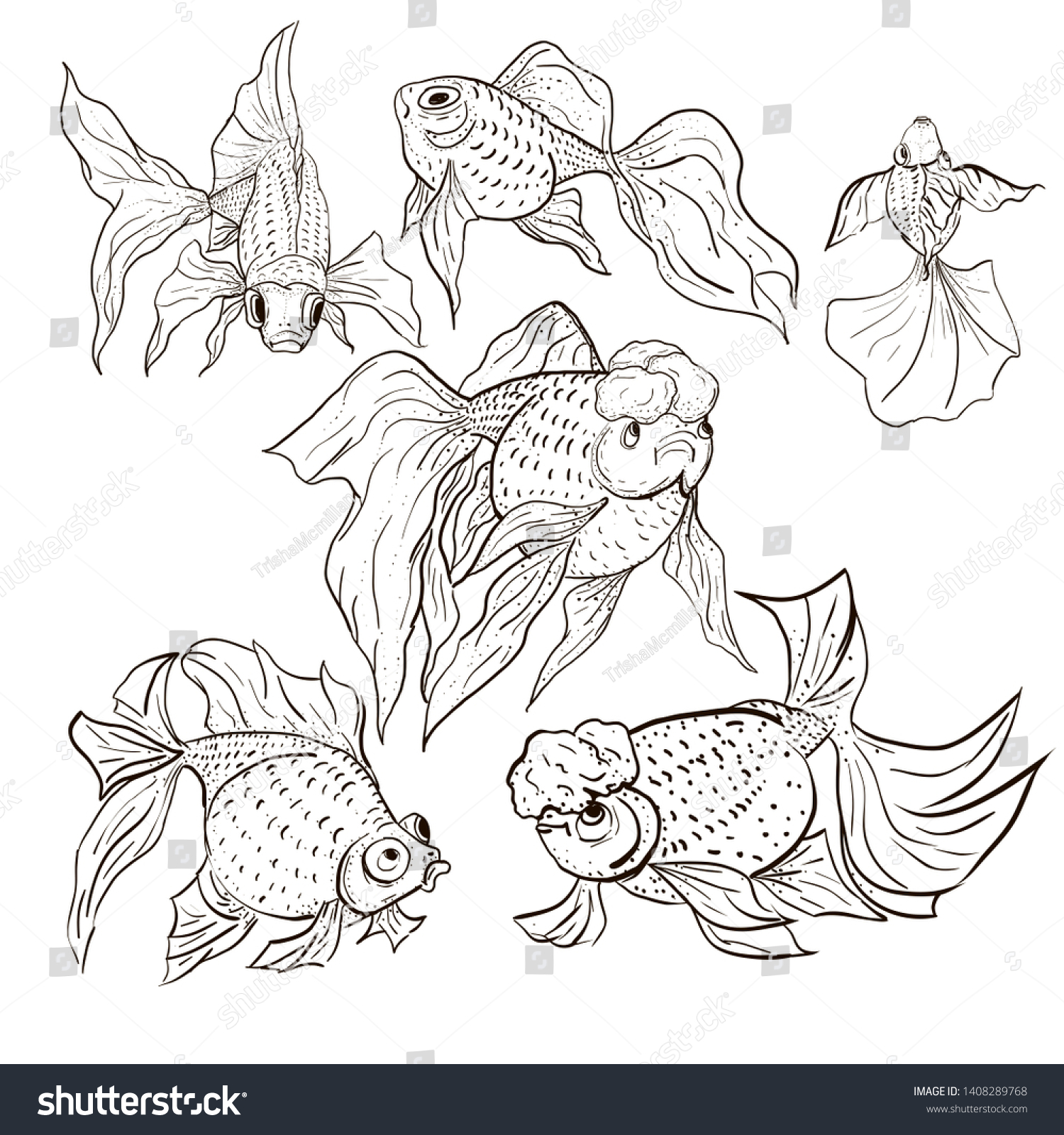 Different Types Goldfish Breeds Vector Illustration: vector de stock ... Different Types Goldfish Breeds Vector Illustration: vector de stock ...