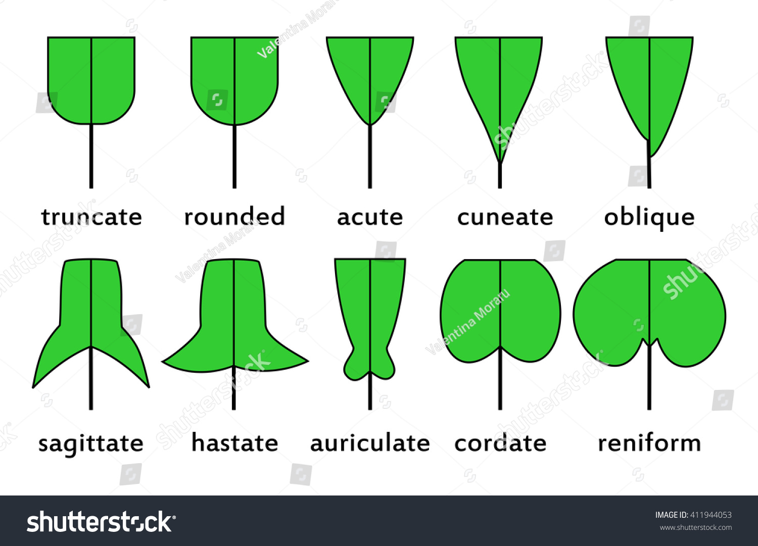 Vektor Stok Different Types Leaf Bases (Tanpa Royalti) 411944053 ...