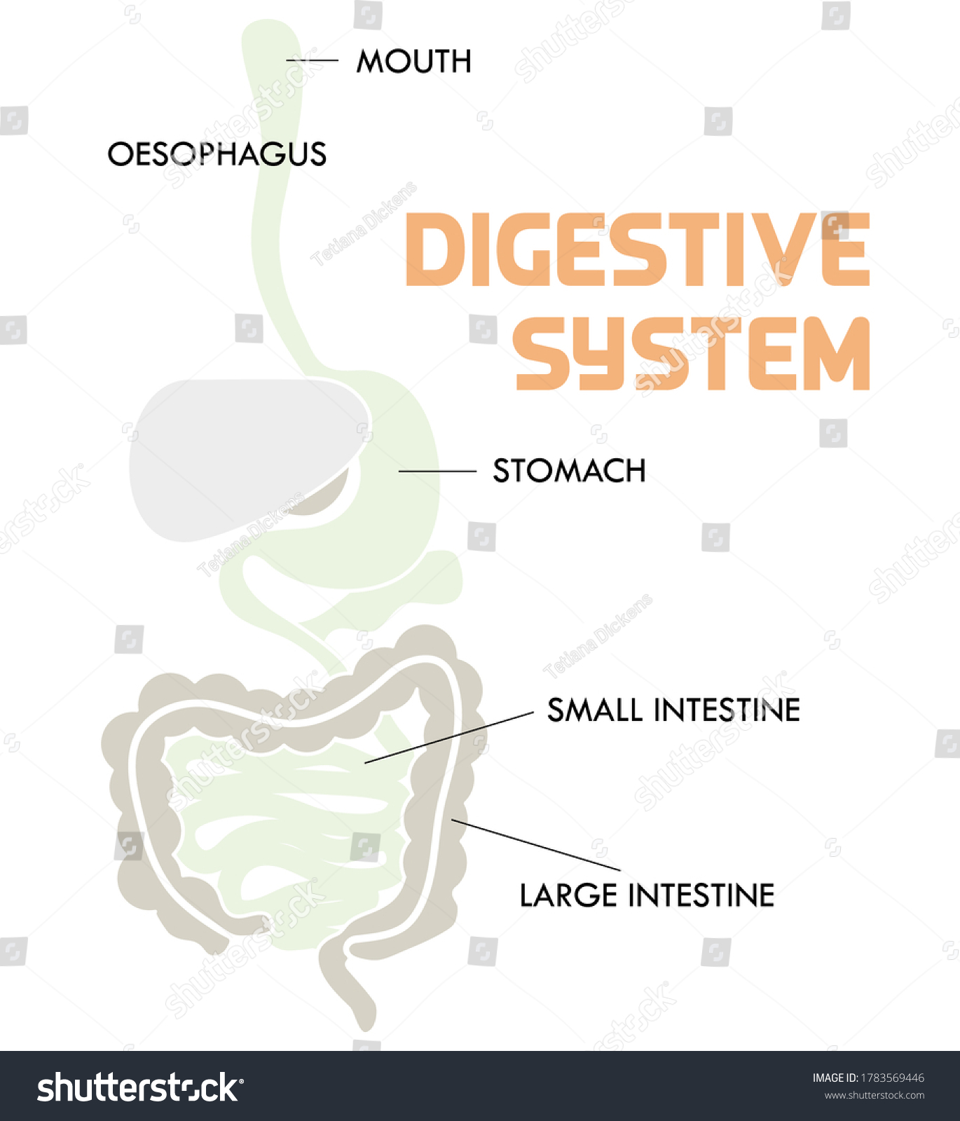 Digestive System Human Anatomy Illustration Vector 库存矢量图（免版税）1783569446 ...