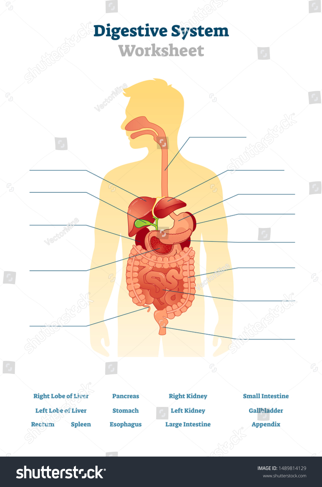 Digestive System Worksheet Vector Illustration Blank Stock Vector ...