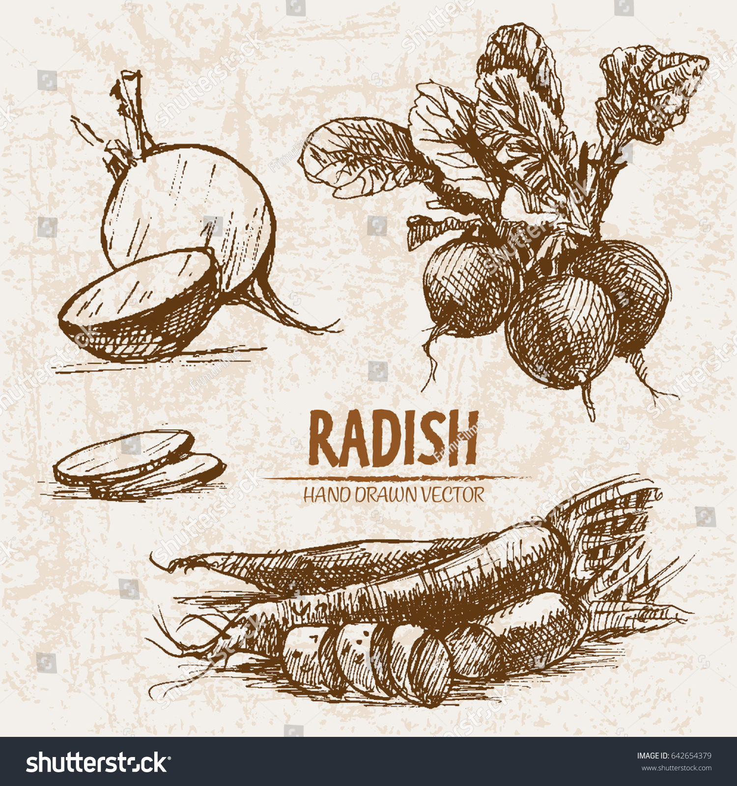 Digital Vector Detailed Line Art Radish: vector de stock (libre de ... Digital Vector Detailed Line Art Radish: vector de stock (libre de ...