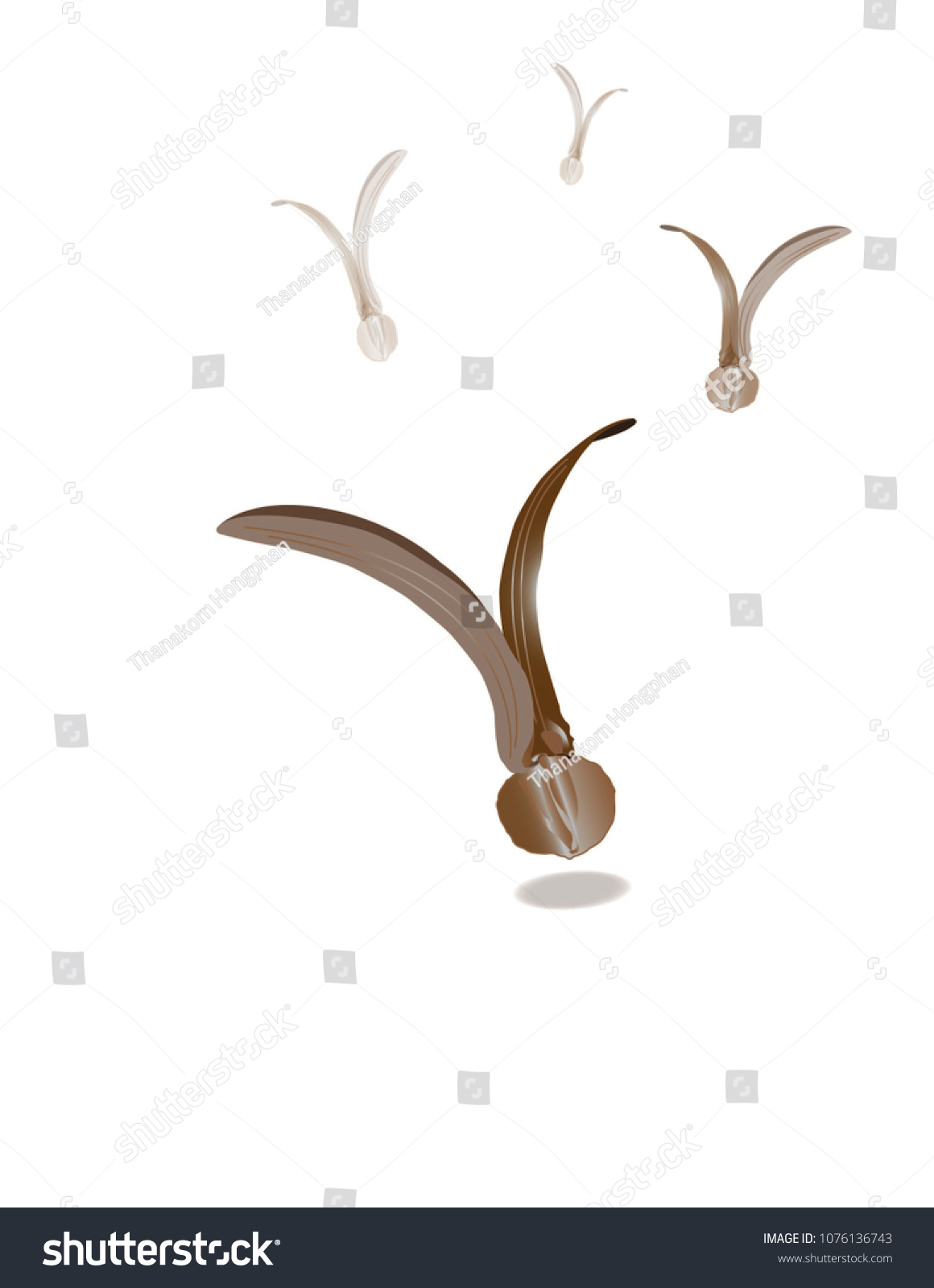 41,434 Winged seeds Images, Stock Photos & Vectors | Shutterstock