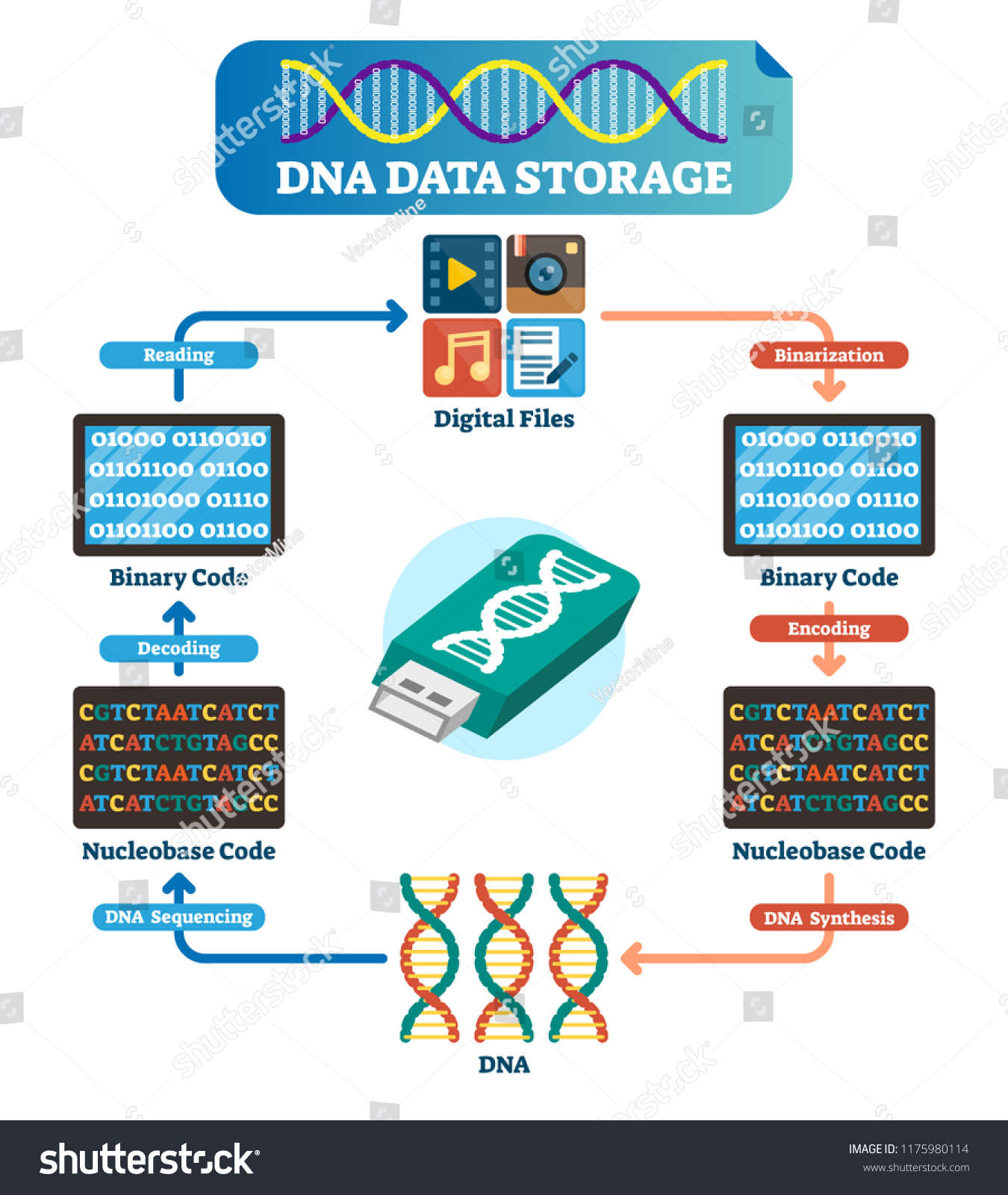 Dna Data Storage Infographic Vector Illustration Stock Vector (Royalty ...