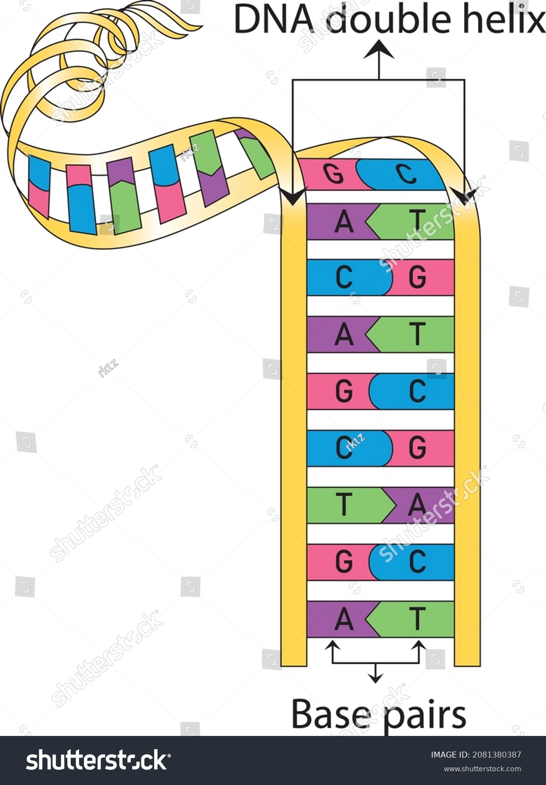 Dna Double Helix Structure Base Pairs Stock Vector (Royalty Free) 2081380387