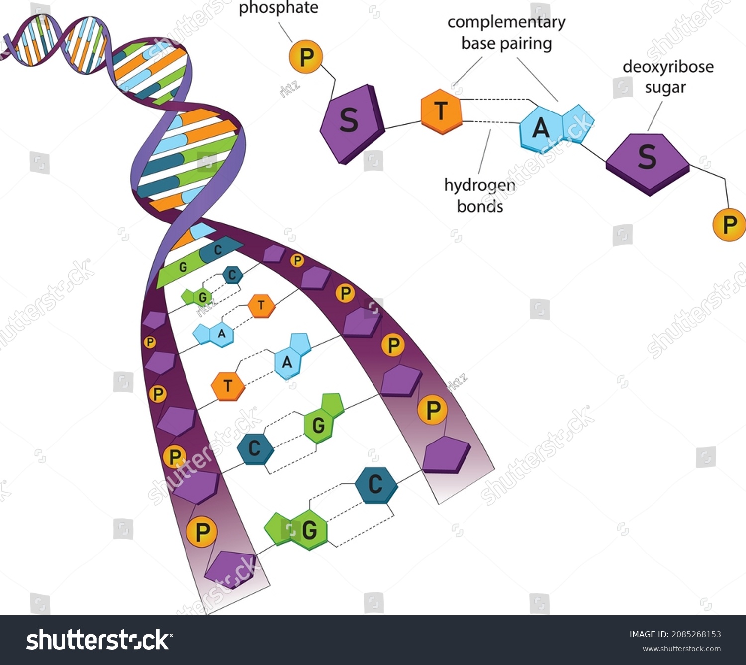 Estructura de doble hélice de ADN: vector de stock (libre de regalías ...