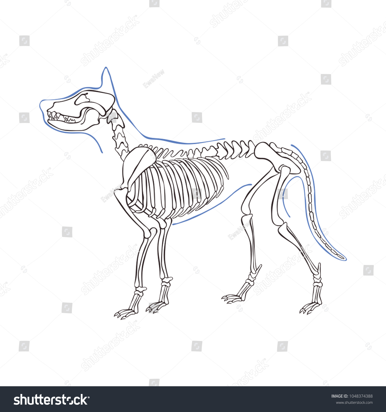 Dog Skeleton Isolated Vector Object On Stock Vector (Royalty Free ...