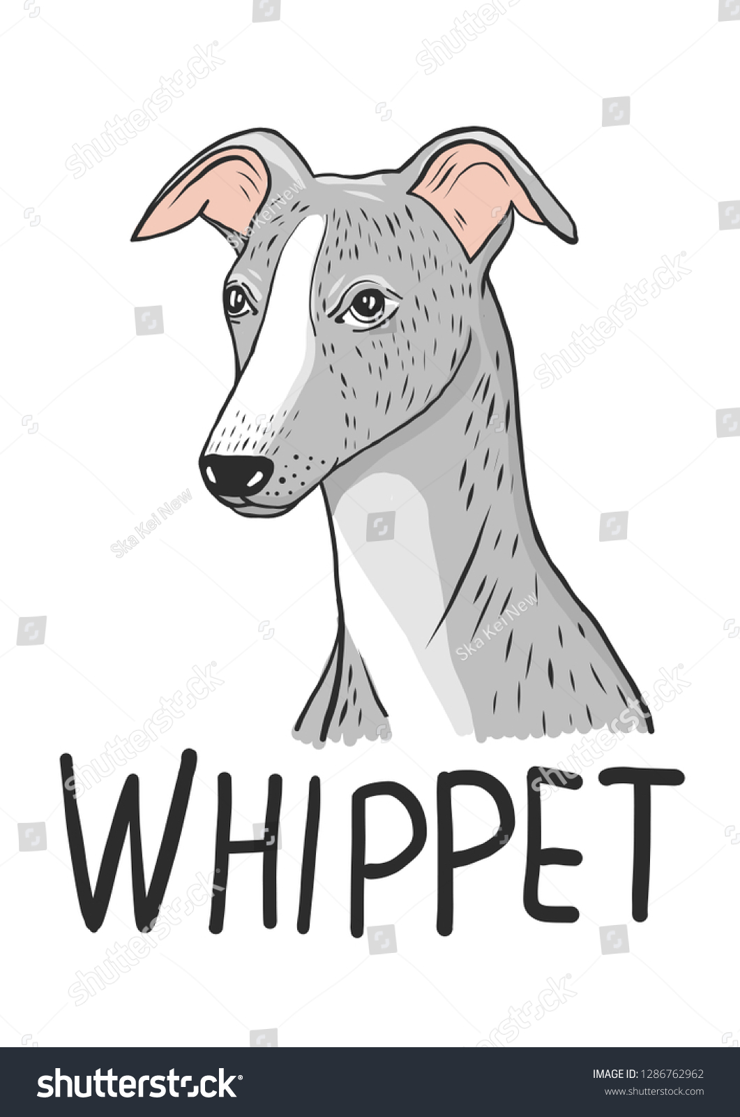 Dog Whippet Vector Stock Vector (Royalty Free) 1286762962