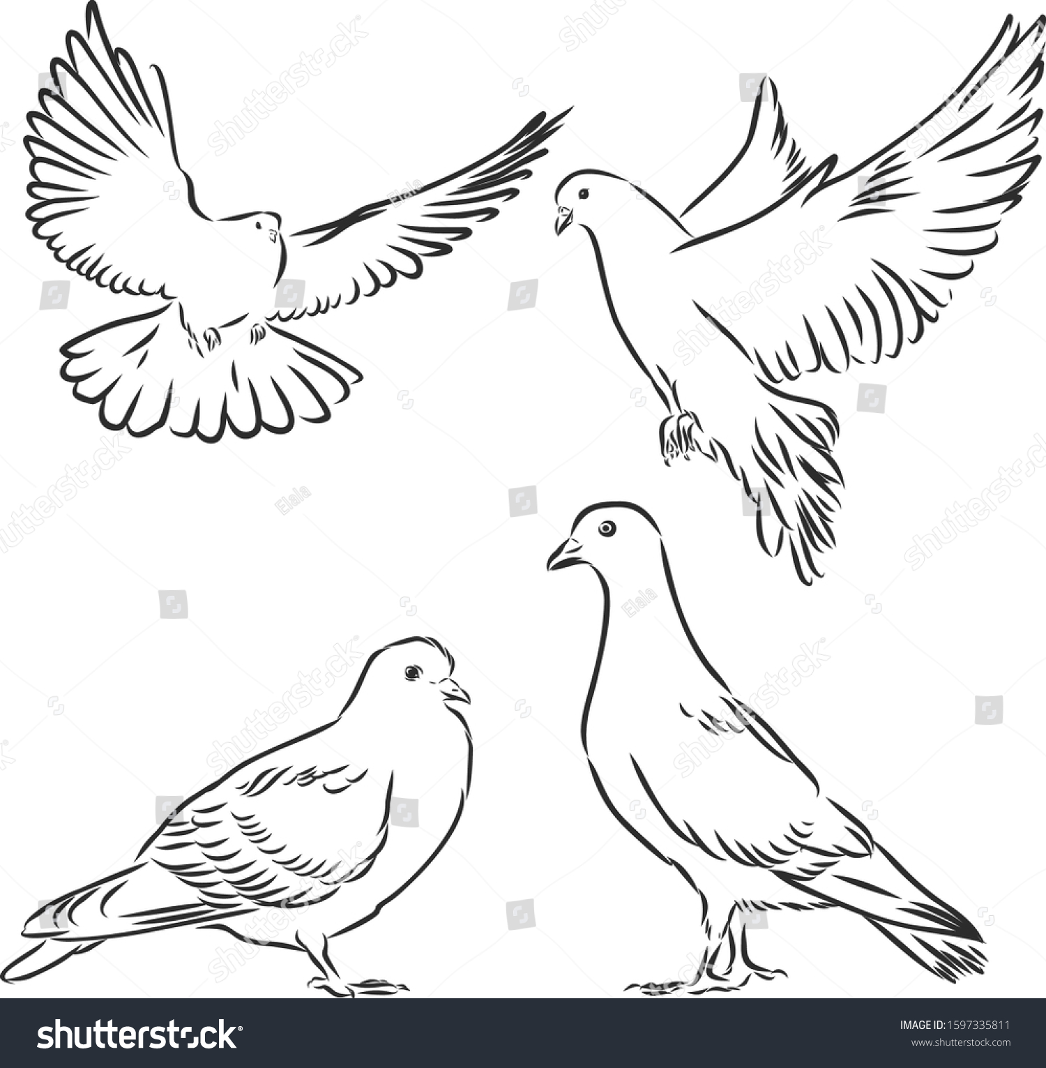 Dove Set Vector Sketch Illustration 库存矢量图（免版税）1597335811 | Shutterstock