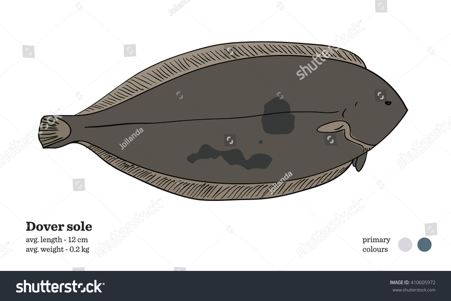 Dover Sole Fish Vector Illustration Stock Vector (Royalty Free) 410605972