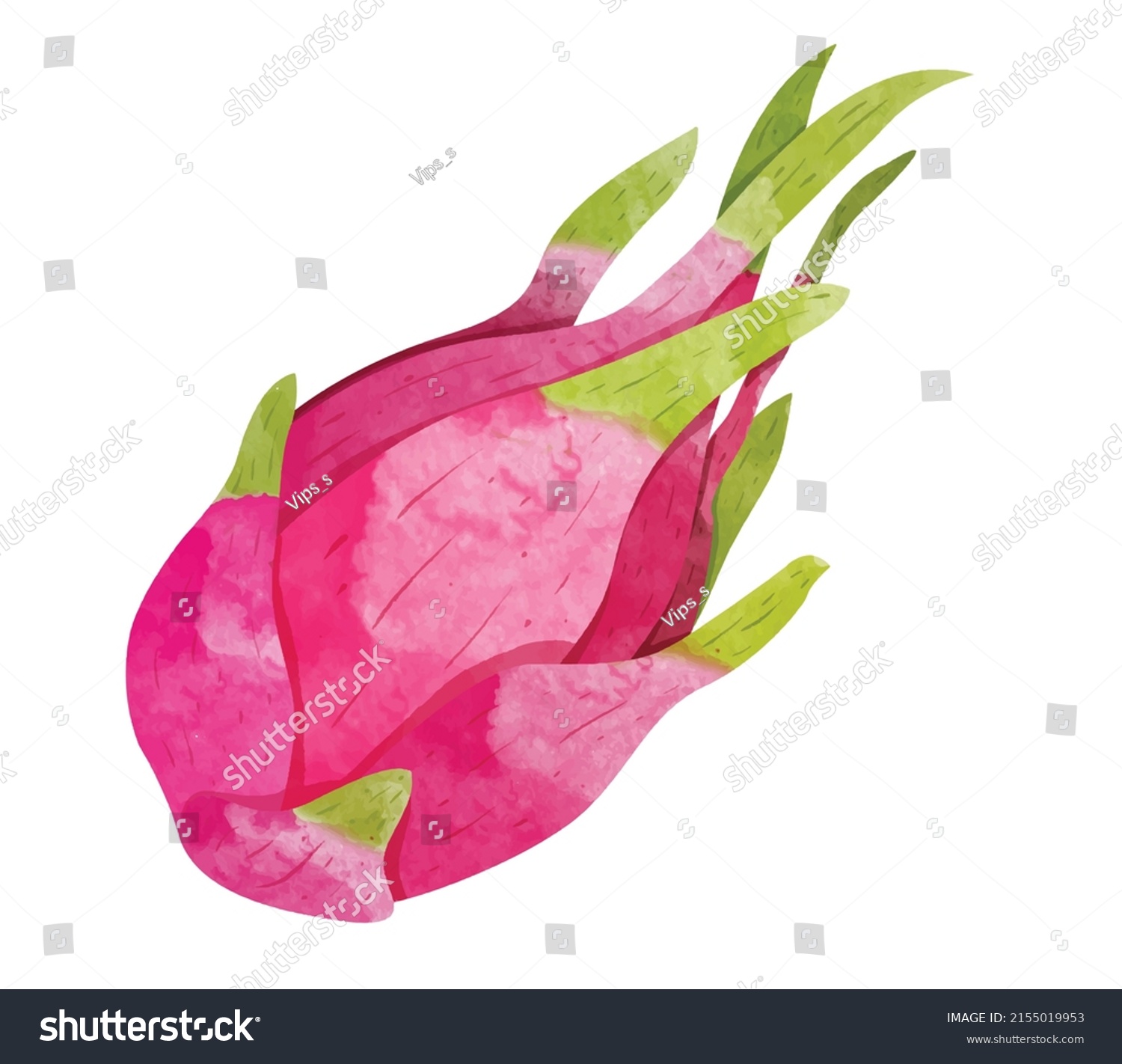 Dragon Fruit Design Elements Watercolour Style Stock Vector (Royalty ...