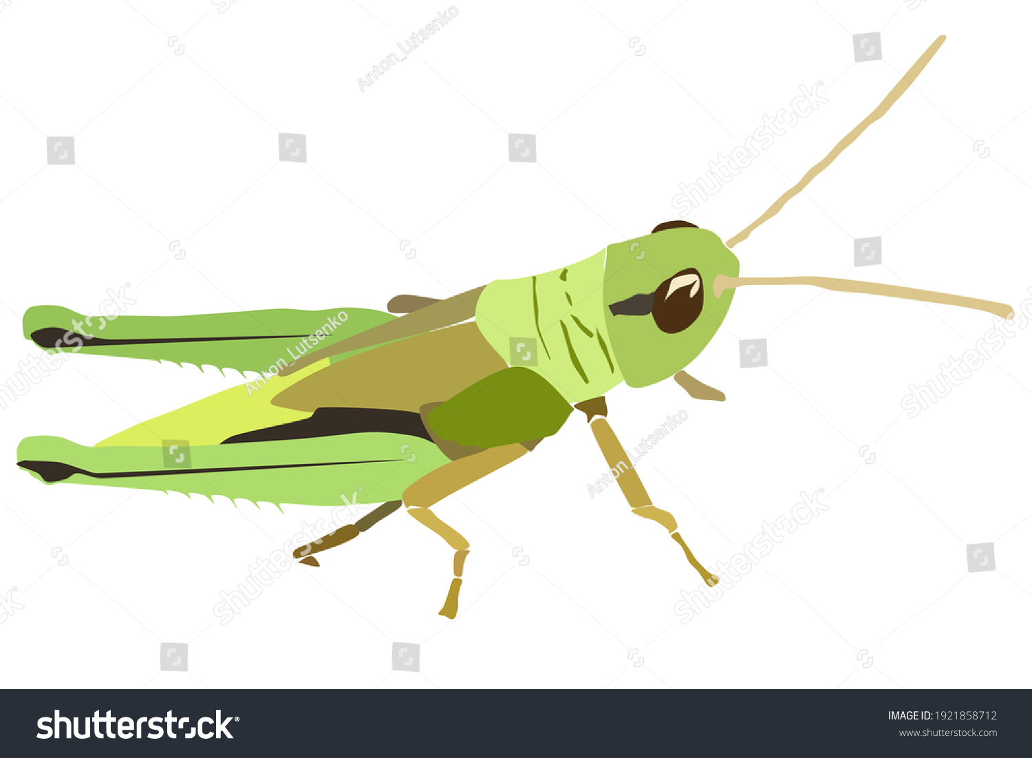 36,117 Cricket bug Images, Stock Photos & Vectors | Shutterstock