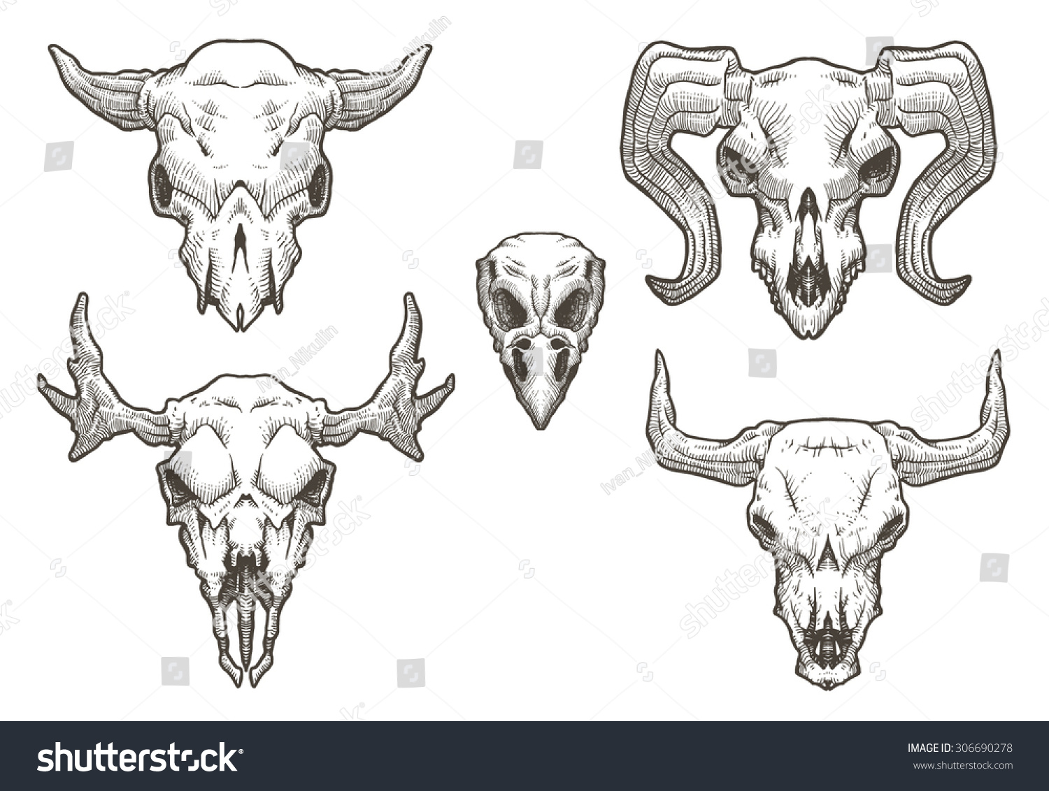 Drawing Animal Skulls Set Vector Stock Vector (Royalty Free) 306690278 ...