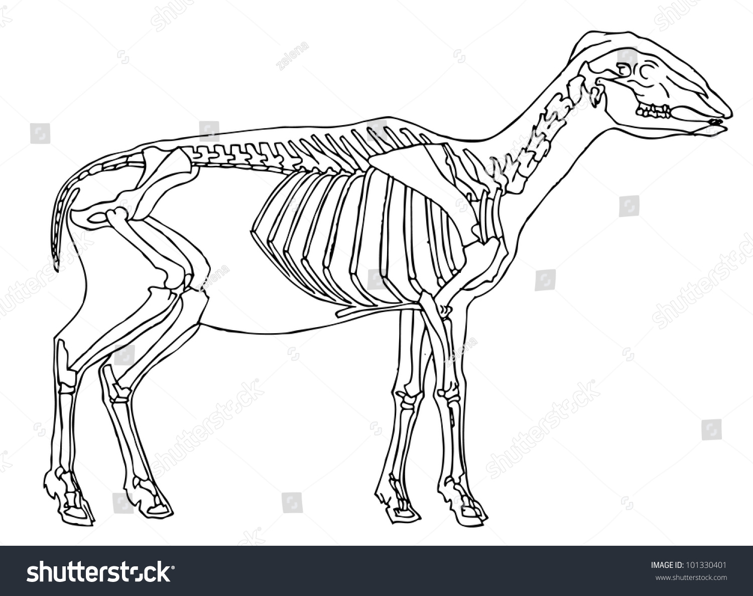 Drawing Sheep Skeleton Stock Vector 101330401 - Shutterstock
