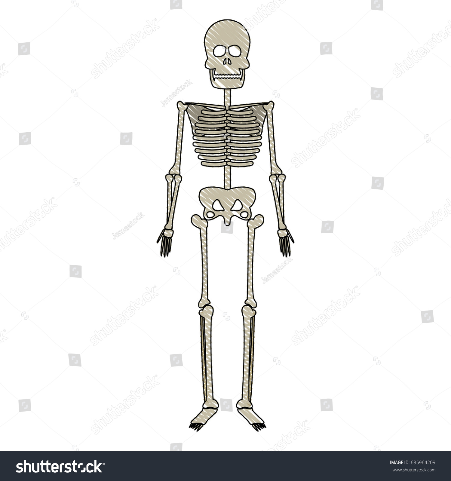 Drawing Skeleton Human Bones Skull Medicine Stock Vector (Royalty Free ...