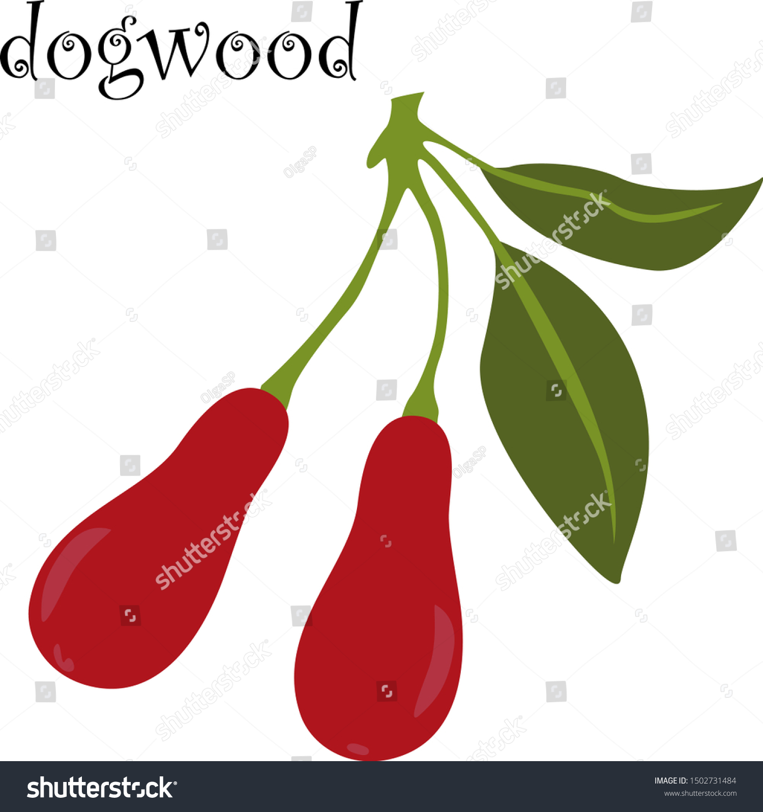 Drawn Red Dogwood Vector Graphics Stock Vector (Royalty Free ...