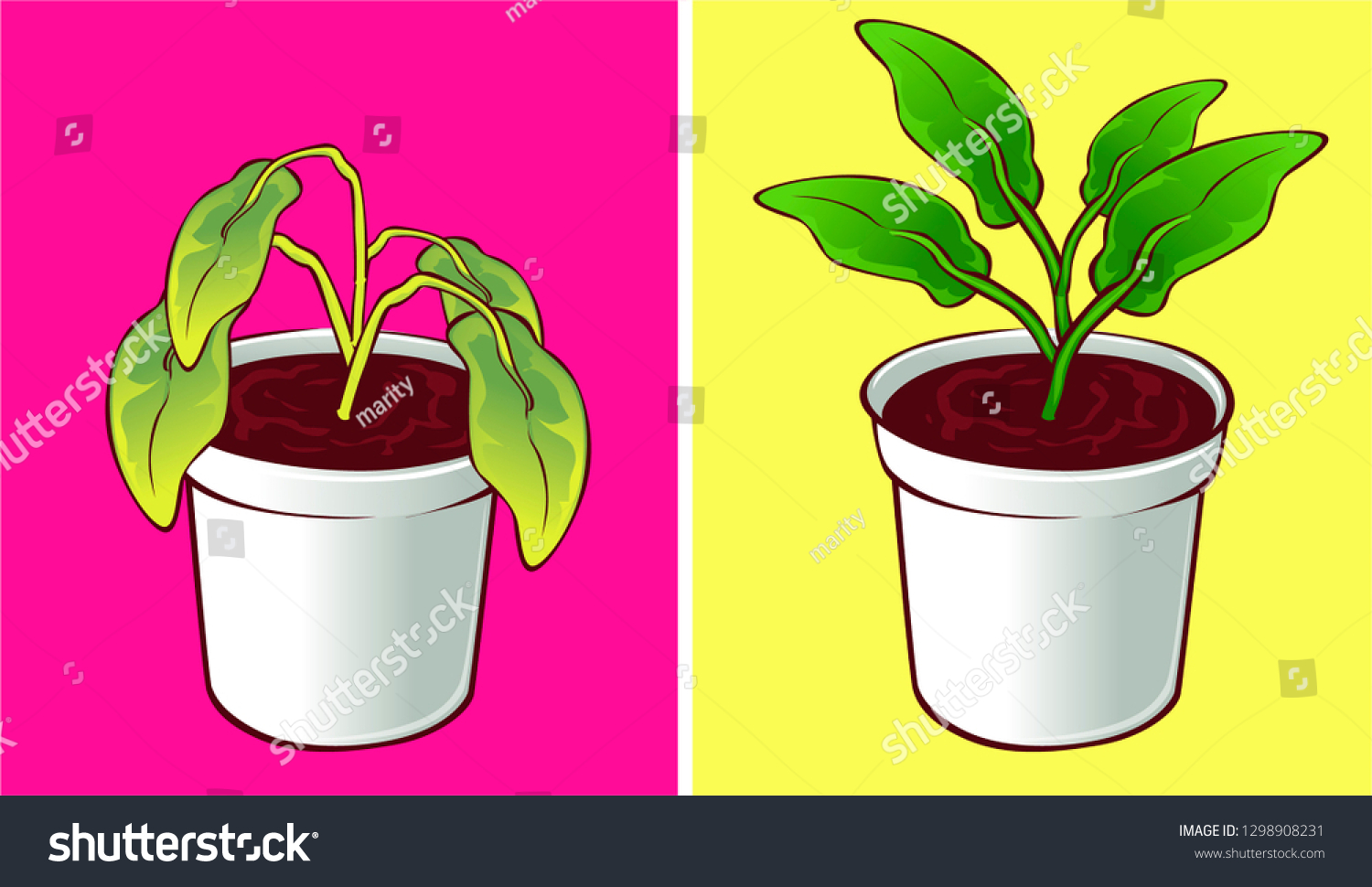 Dried Plant Beforeafter Vector Illustration Stock Vector (Royalty Free ...