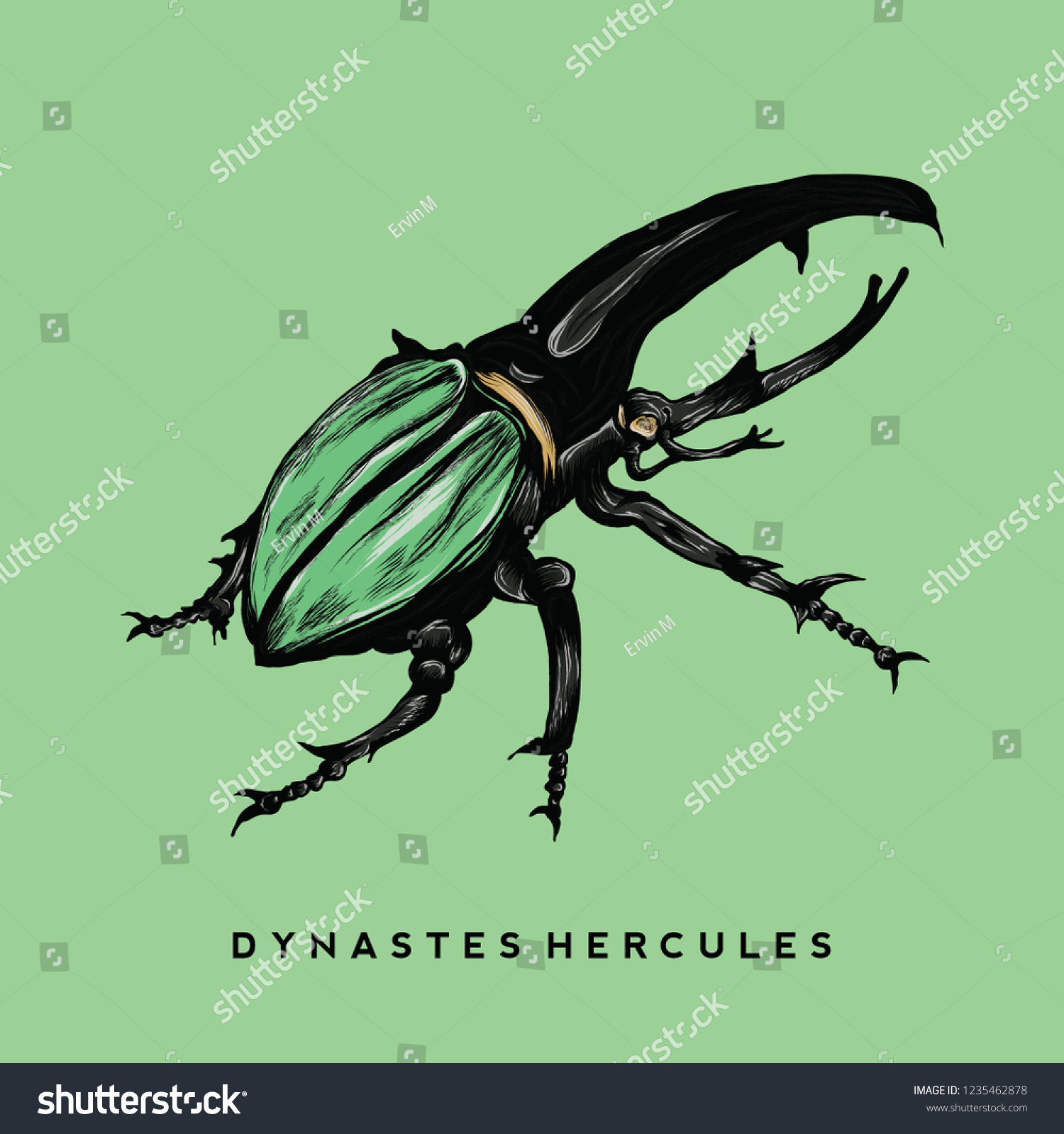 Dynastes Hercules Illustration Stock Vector (Royalty Free) 1235462878