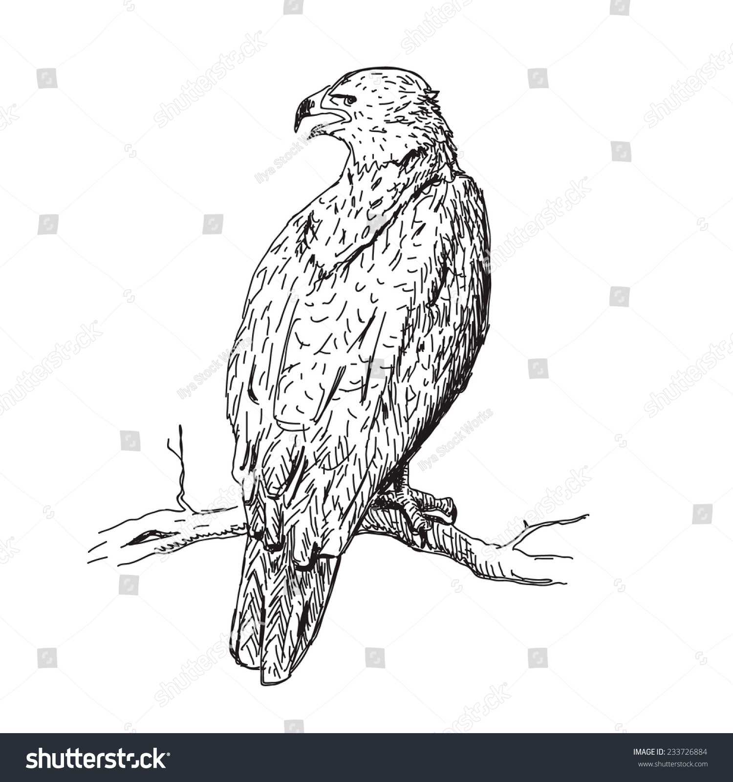 「Eagle Vector Sketch Drawing Isolated On」のベクター画像素材（ロイヤリティフリー） 233726884