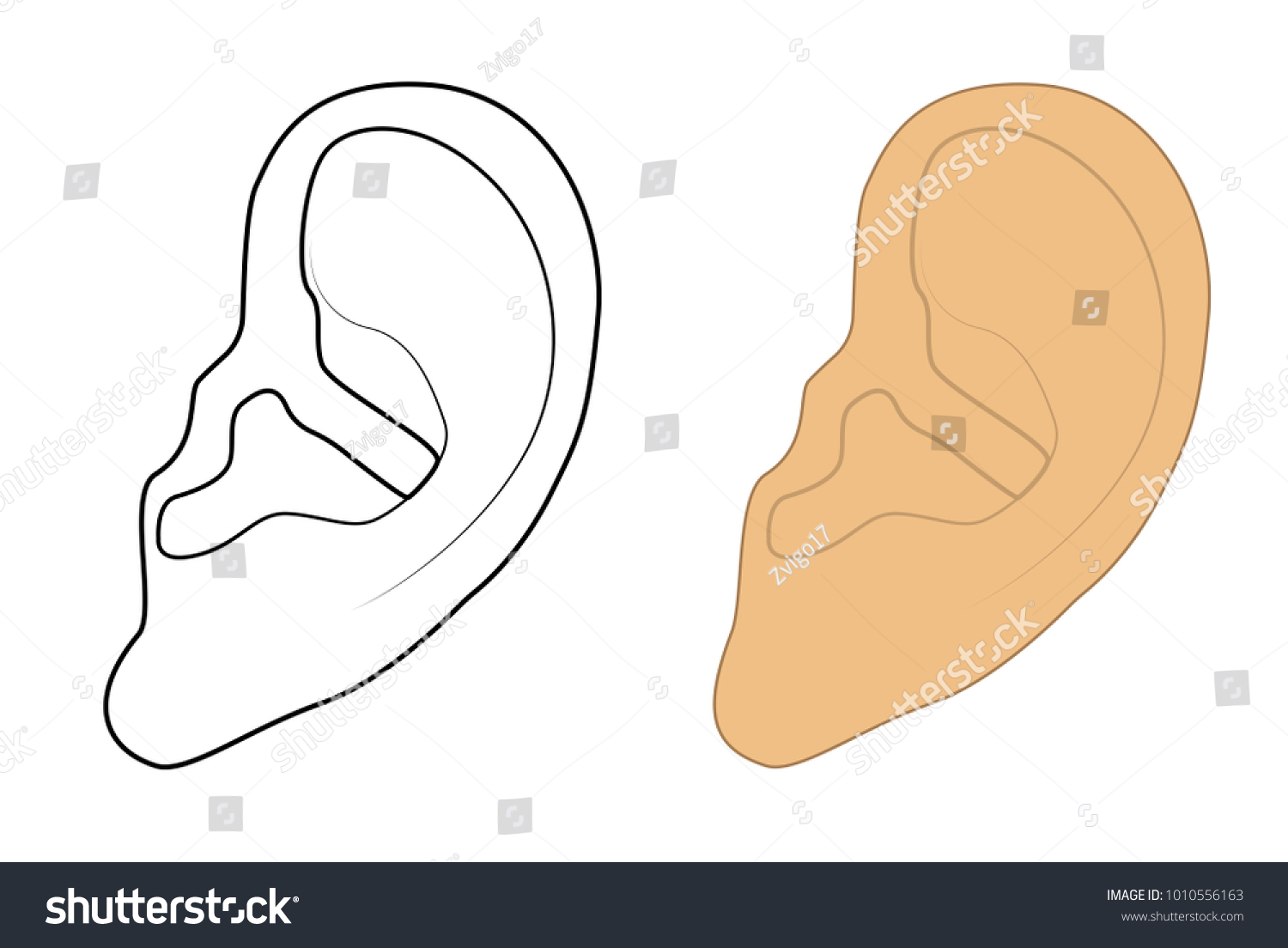 Stock vektor „Ear On Transparent Background High Resolution“ (bez ...