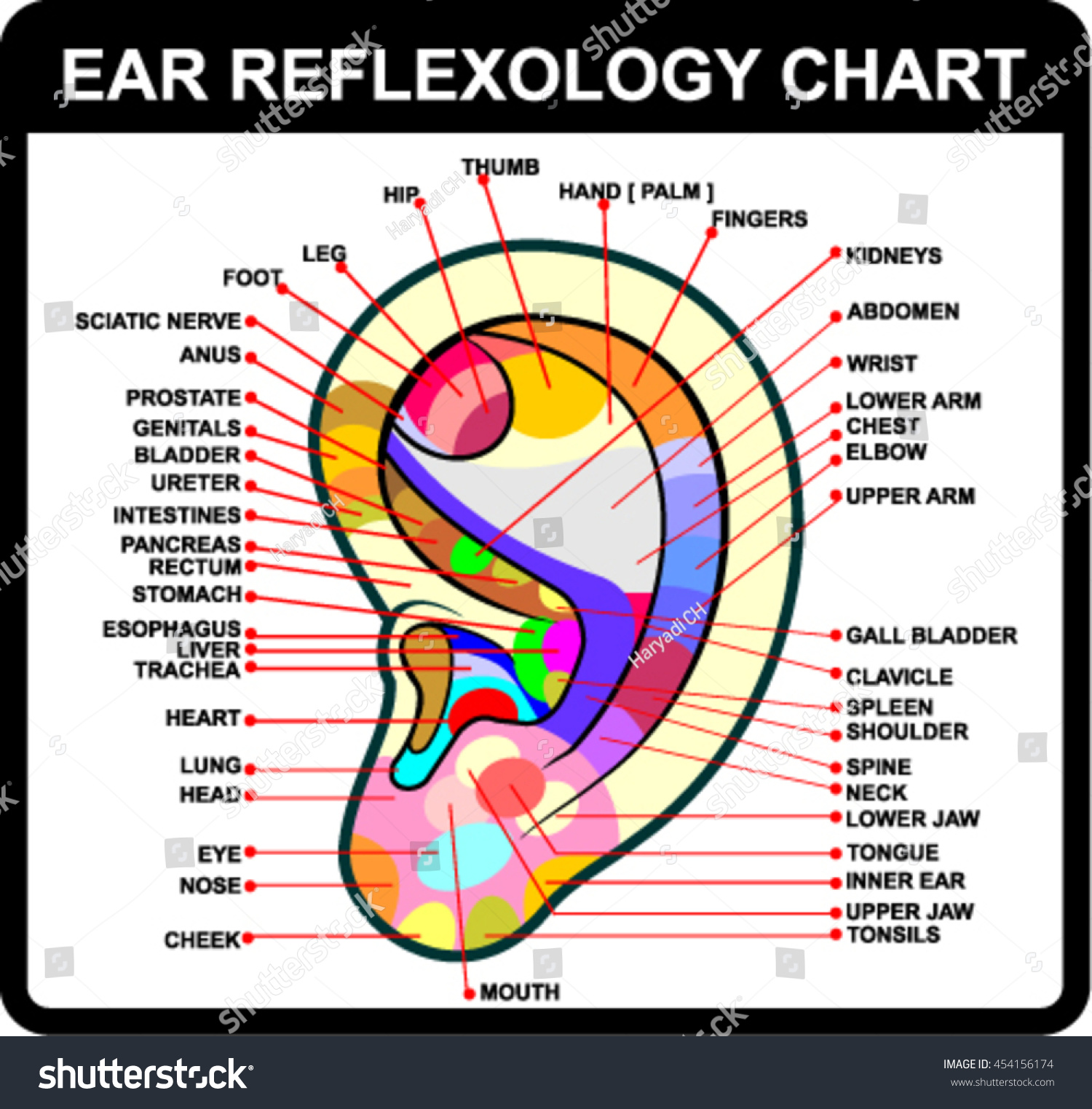 Pin on Reflexology Body Map Pressure Points